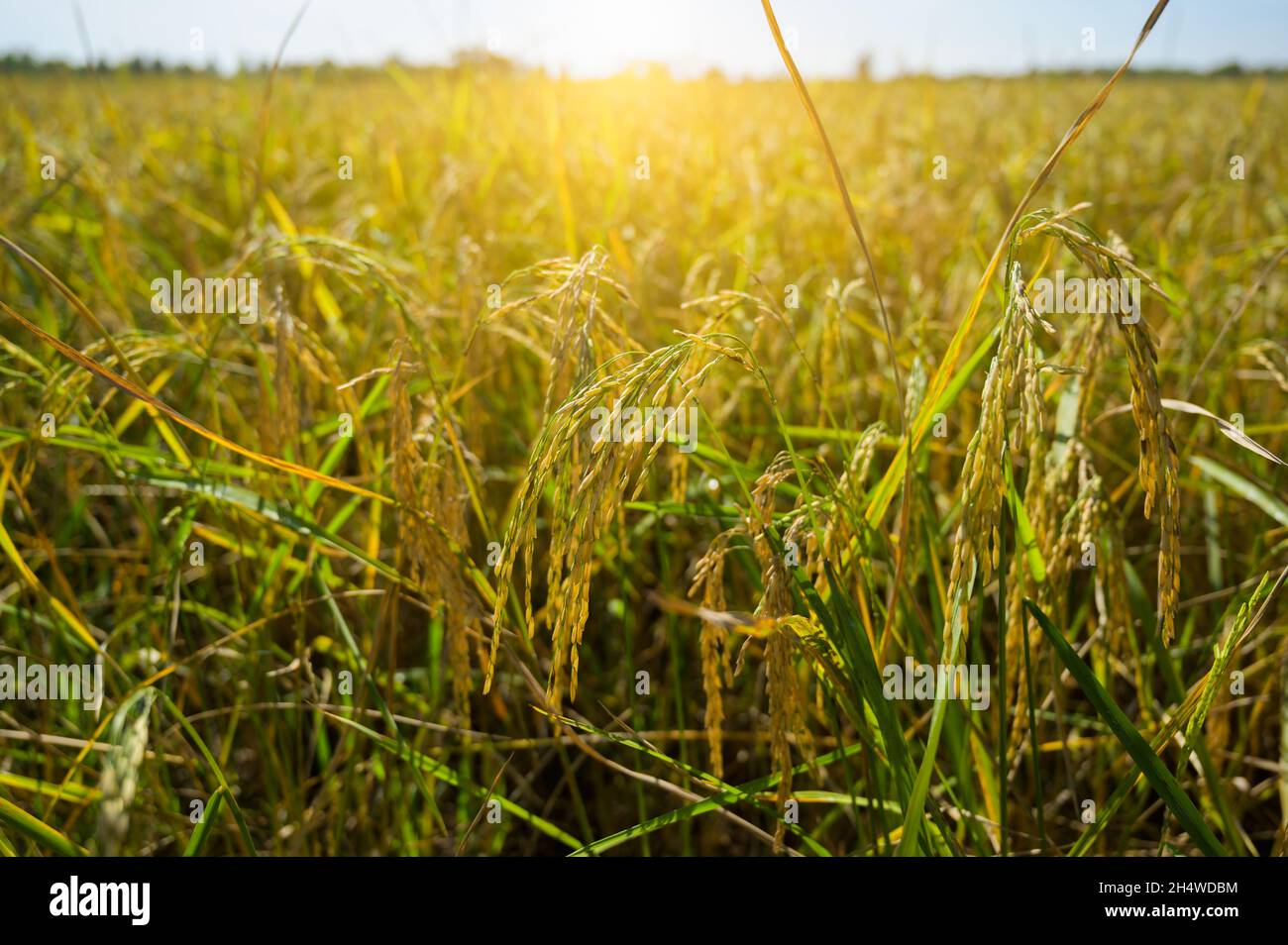 Paddy field golden rice farm background Stock Photo - Alamy