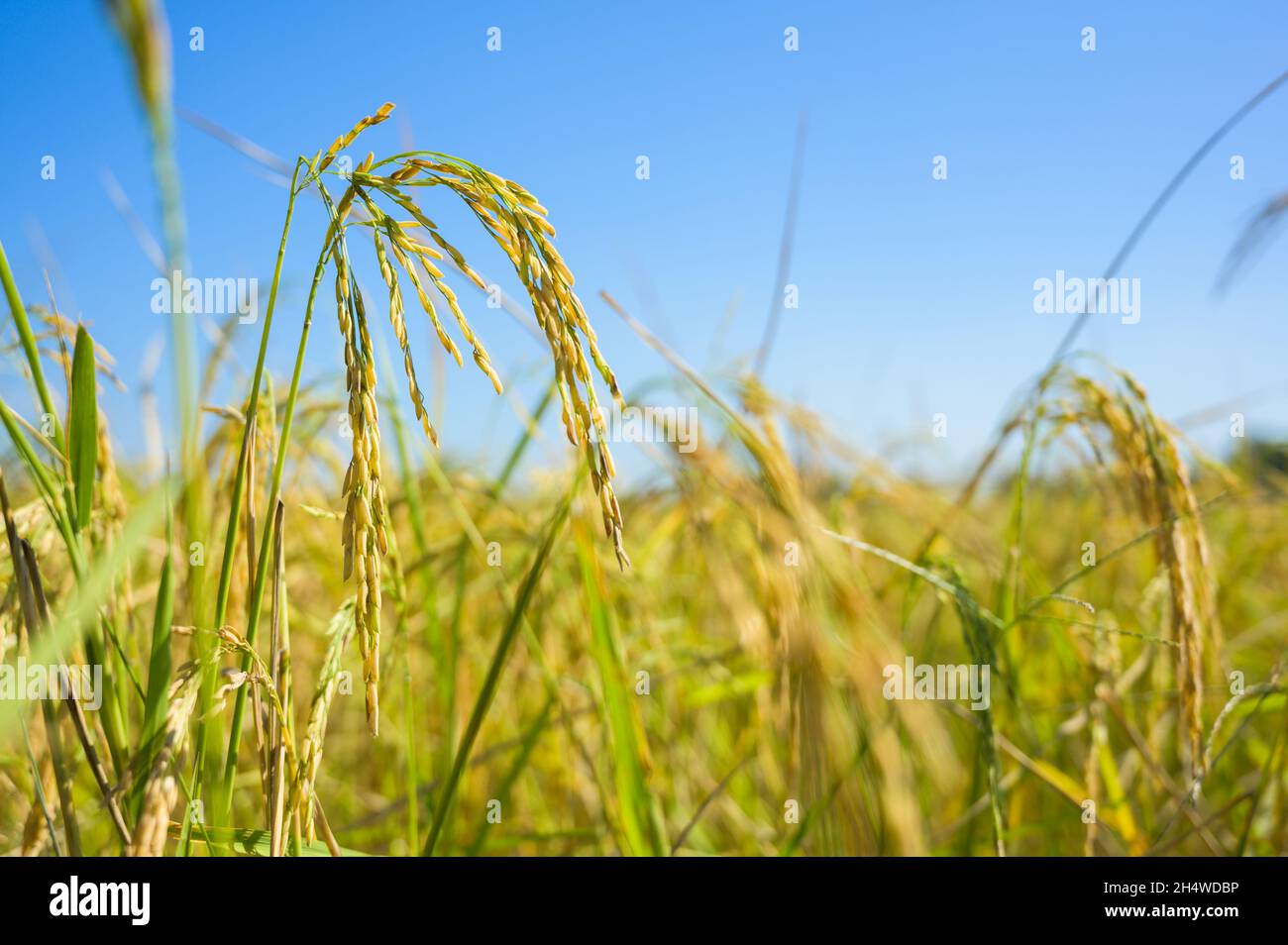 Paddy field golden rice farm background Stock Photo - Alamy