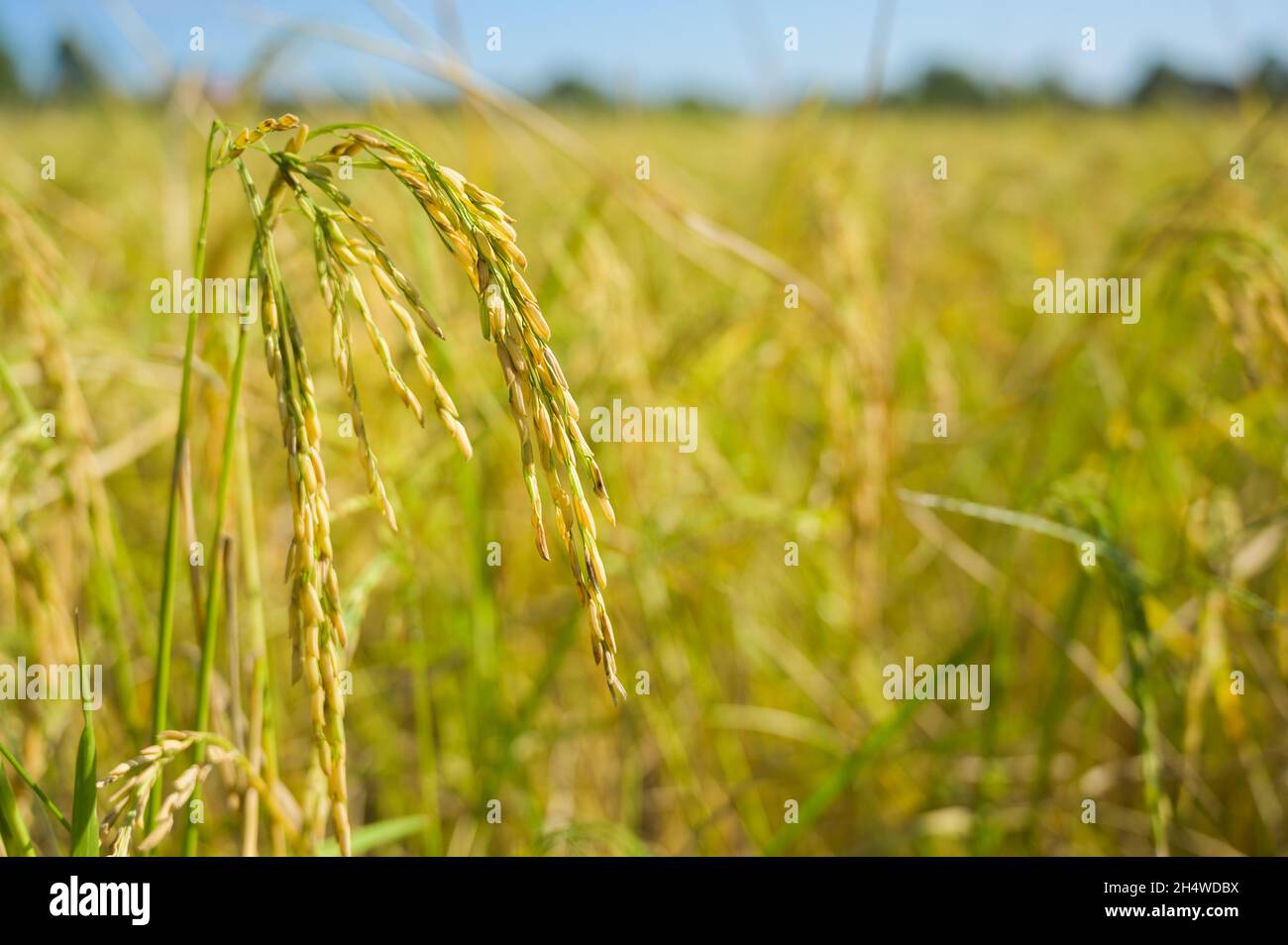 Paddy field golden rice farm background Stock Photo - Alamy