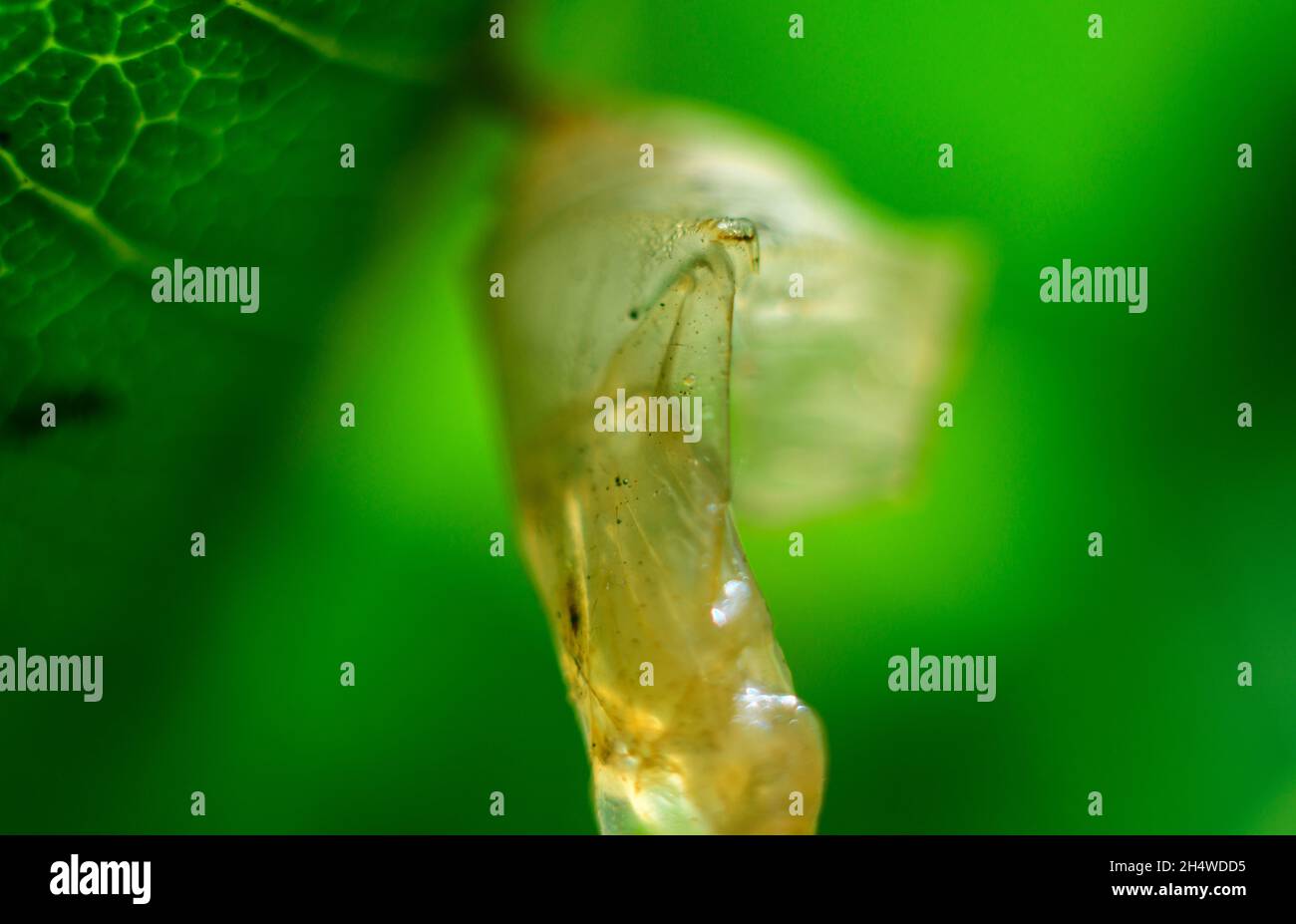 Empty butterfly cocoon close up macro photograph, larvae transform into ...