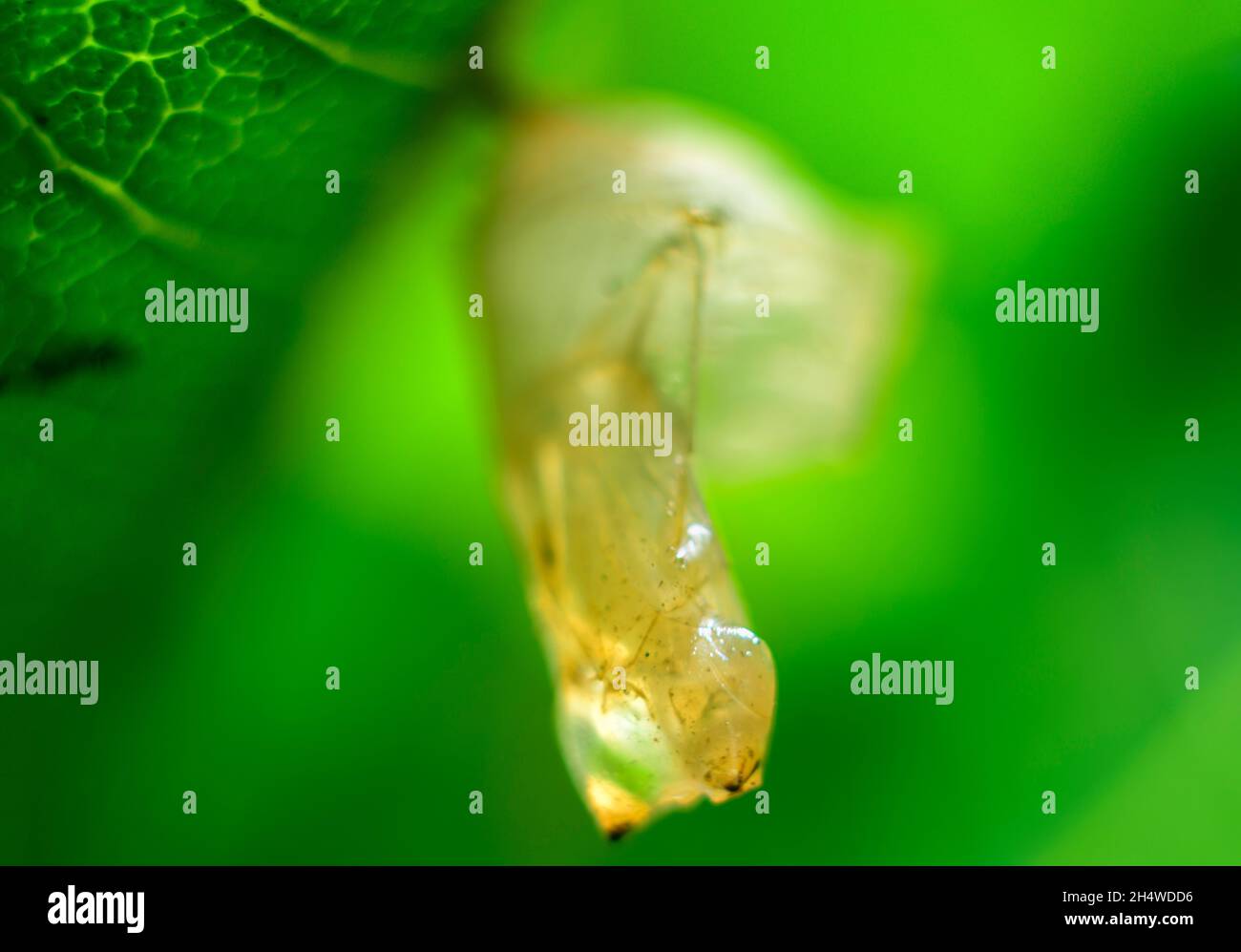 Empty butterfly cocoon close up macro photograph, larvae transform into ...