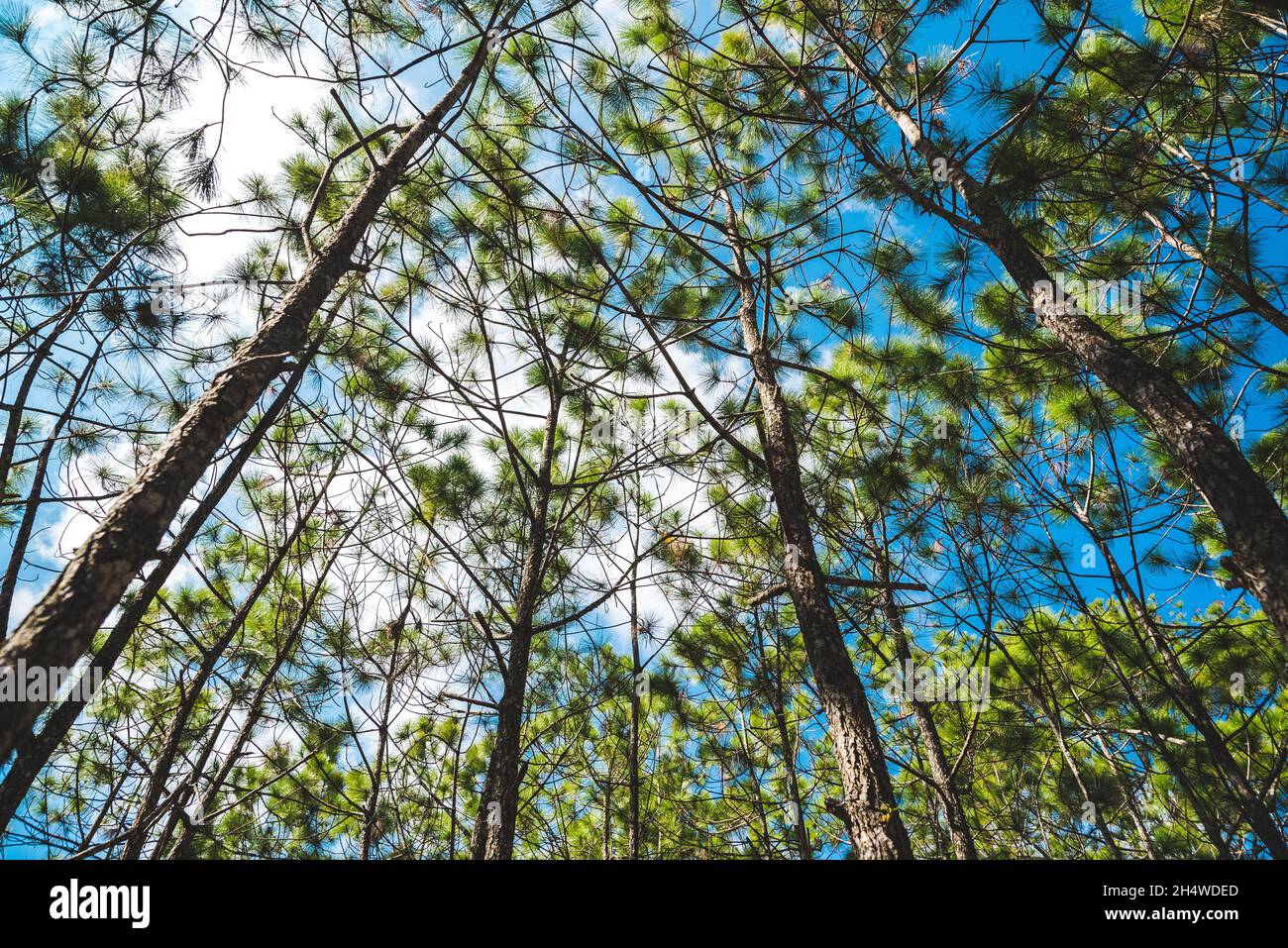 Pine tree forest at Phukradueng, Loei, National park in Thailand Stock ...
