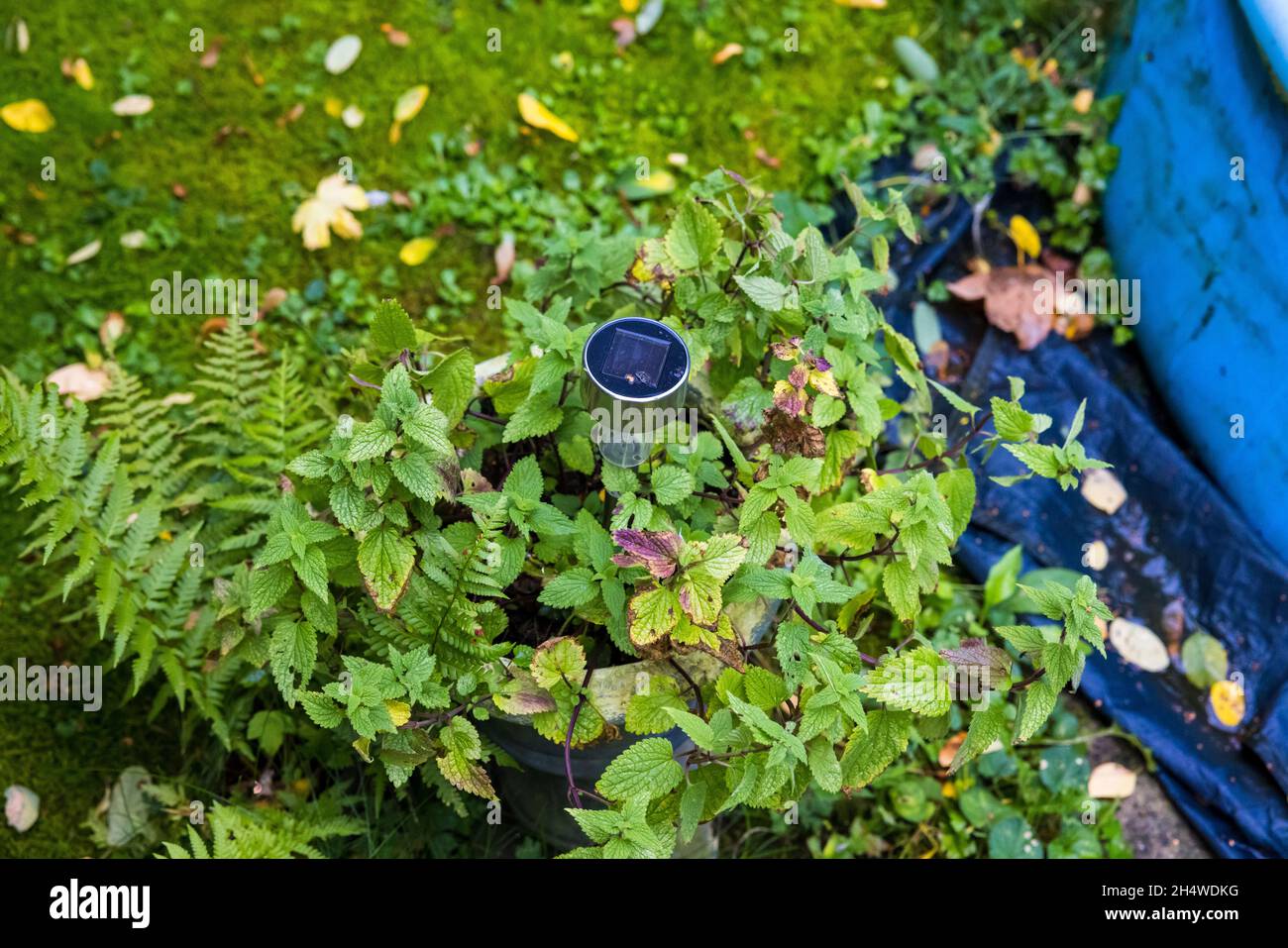 Natural view of bushes growing in a garden Stock Photo - Alamy