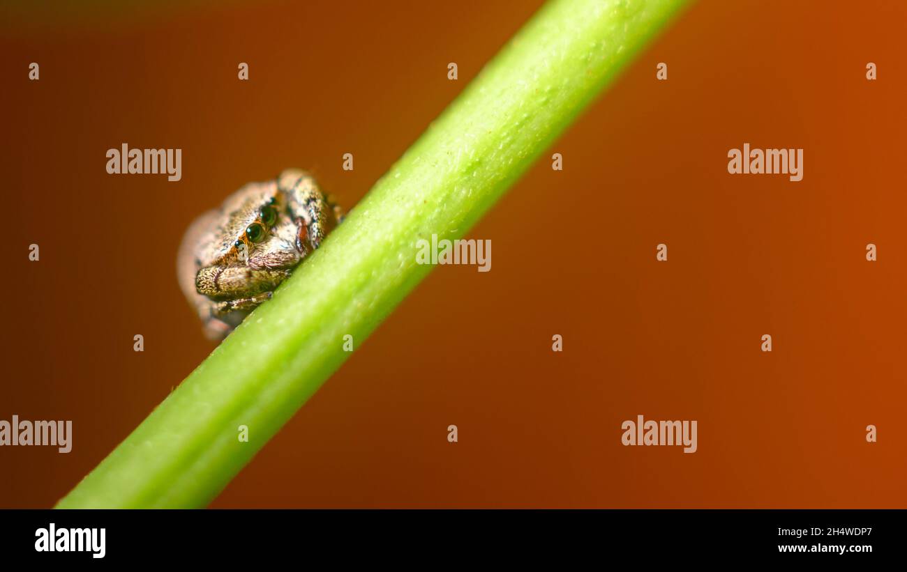 Jumping spider staring at the camera, Isolated spider resting on a stem ...