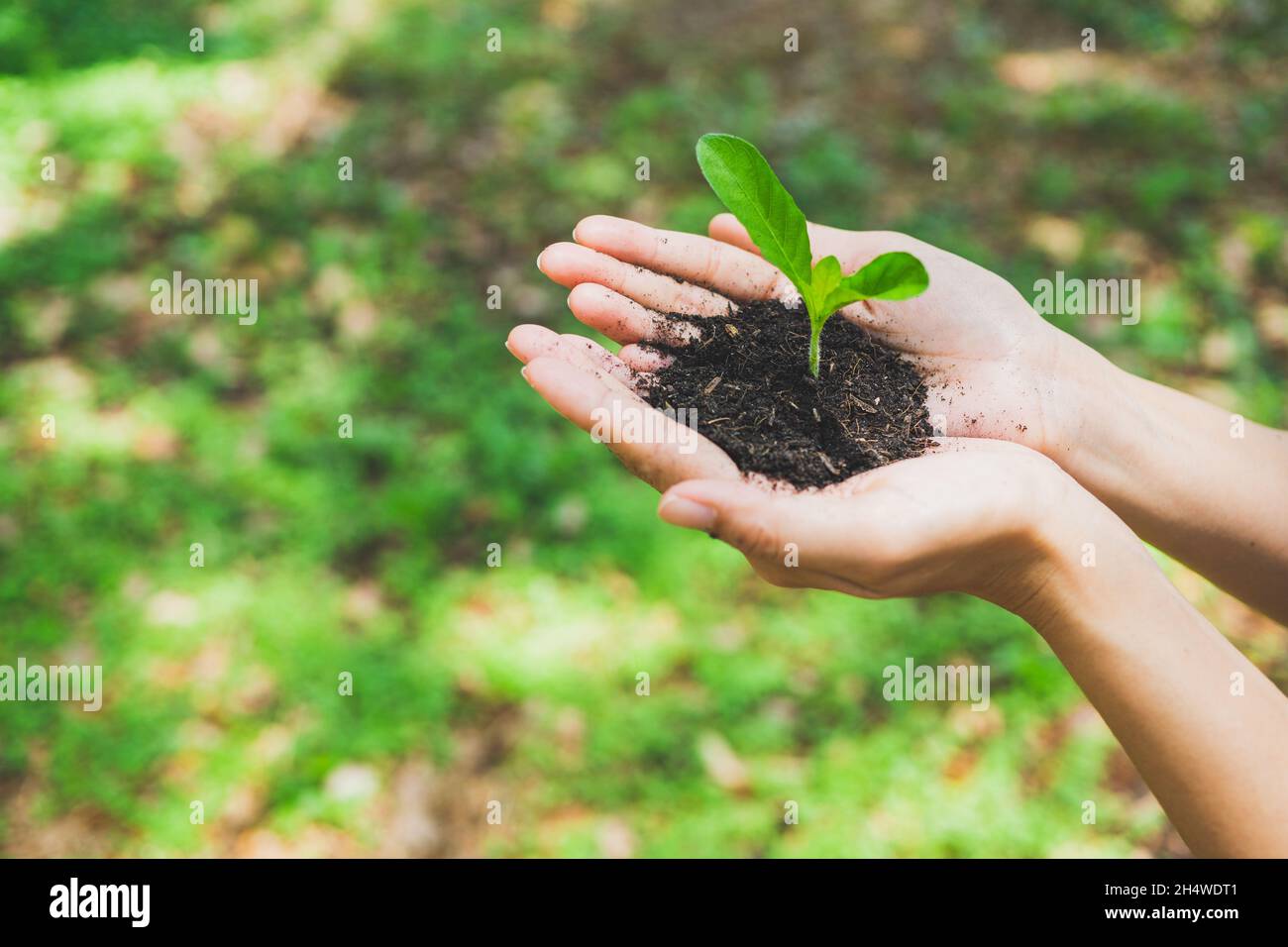 World Environment Day concept. Hand holding plant Stock Photo - Alamy
