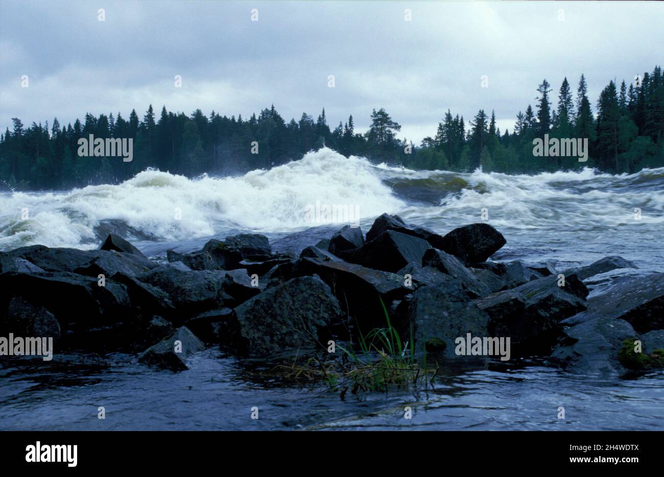 Great Swedish rivers in spring flood, analog. Great rapids in rivers in ...