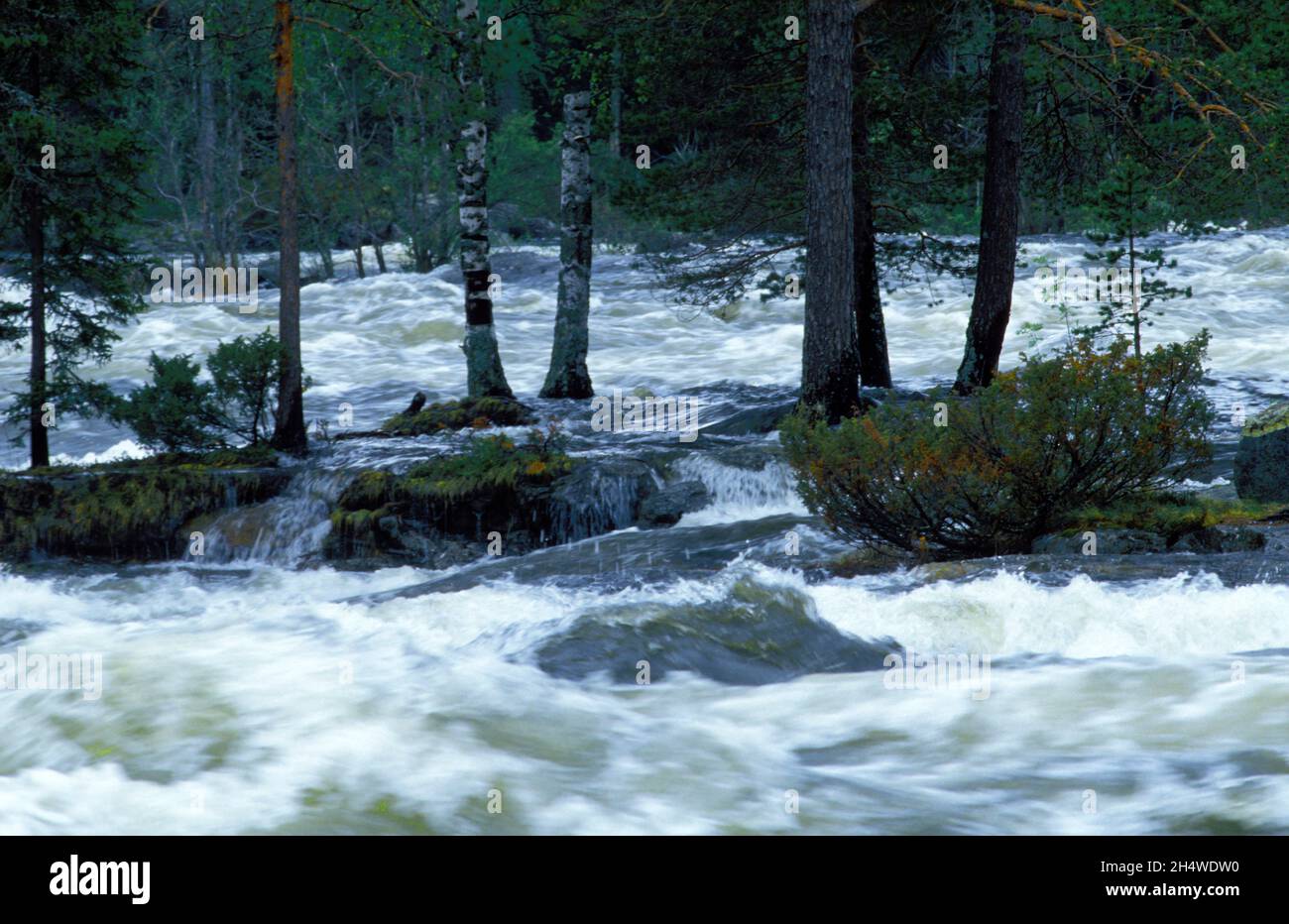 Great Swedish rivers in spring flood, analog. Great rapids in rivers in ...
