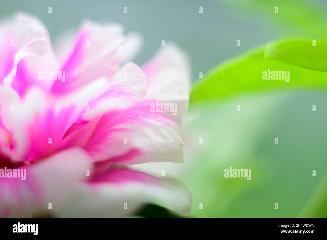 Rose petal pattern hi-res stock photography and images - Alamy