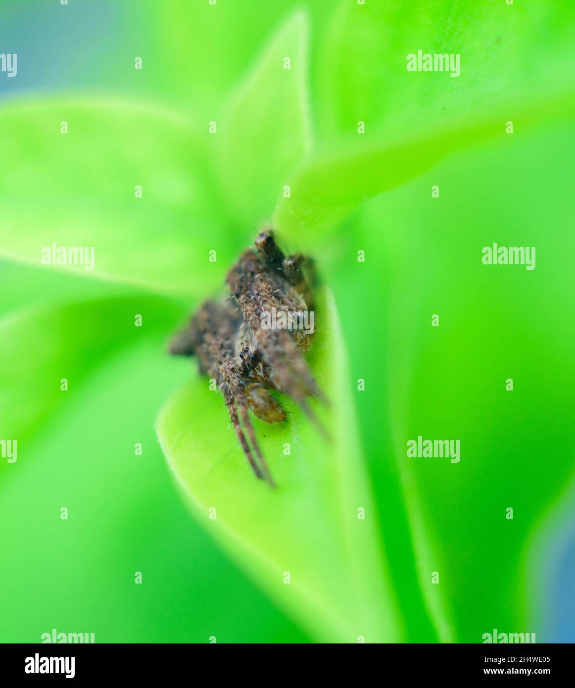 Scary hairy spider crawling in a leaf close up Stock Photo - Alamy