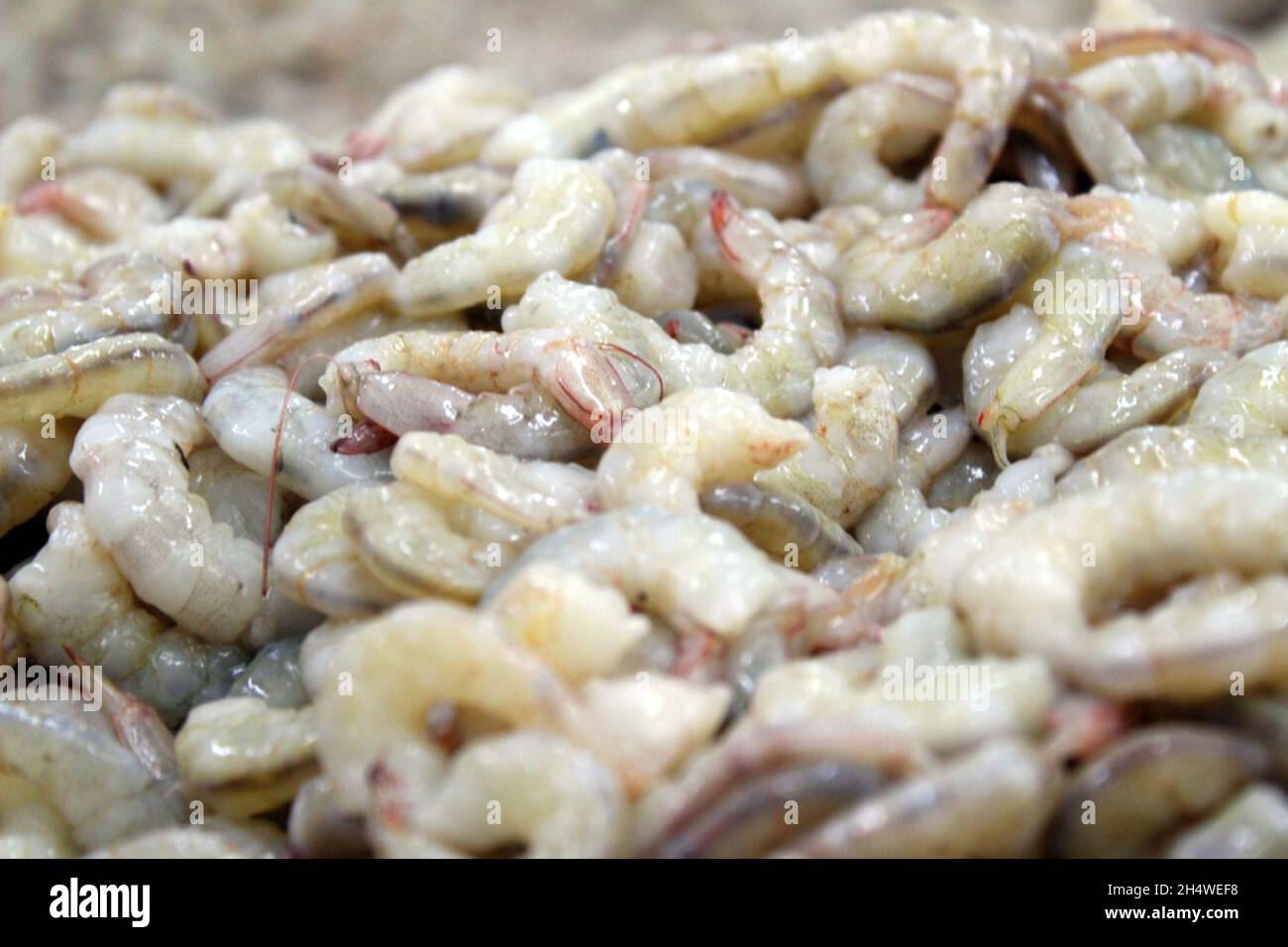 Sea foods in Kerala Stock Photo - Alamy