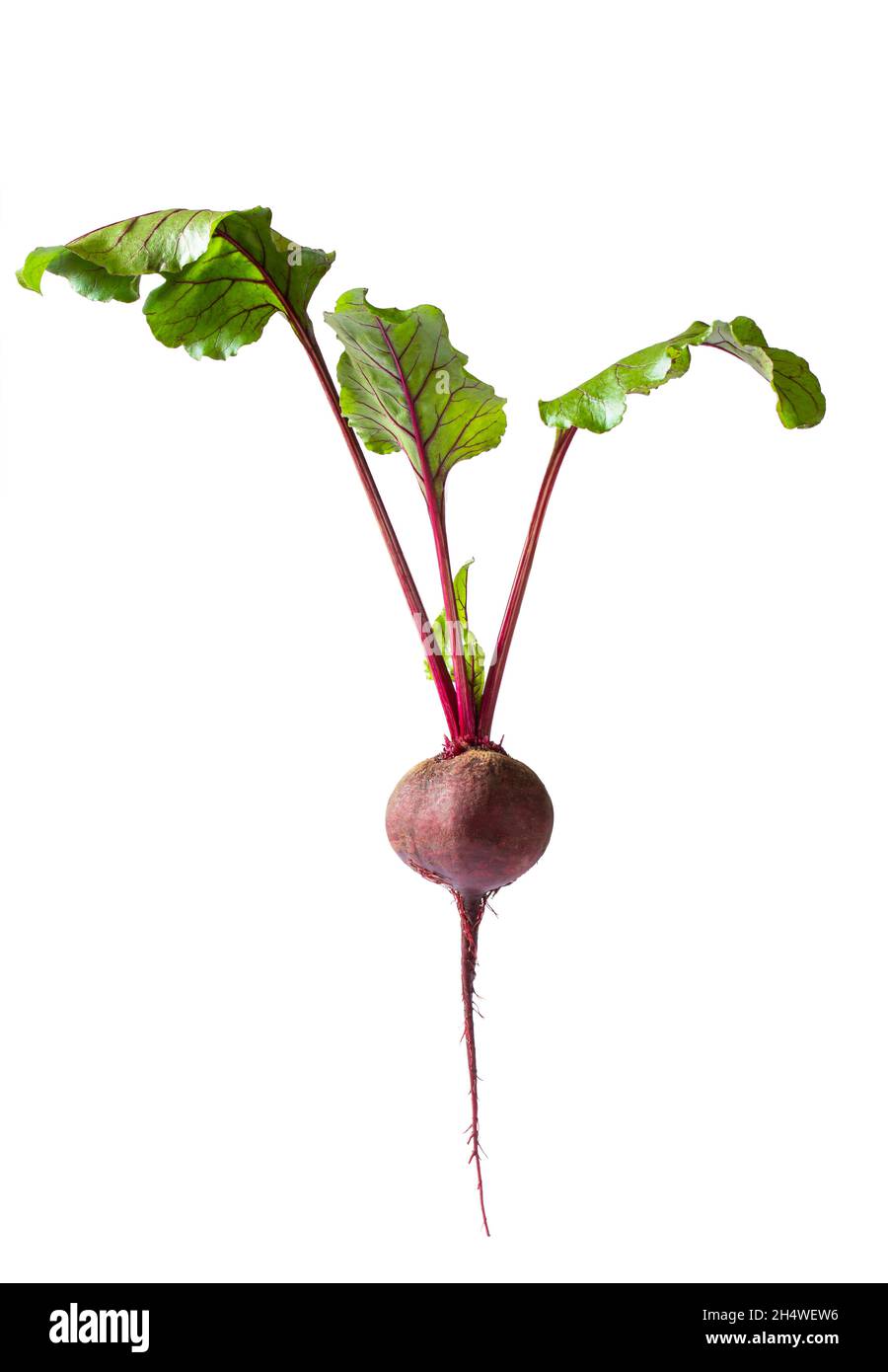 Red beetroot with leaves isolated on white Stock Photo - Alamy
