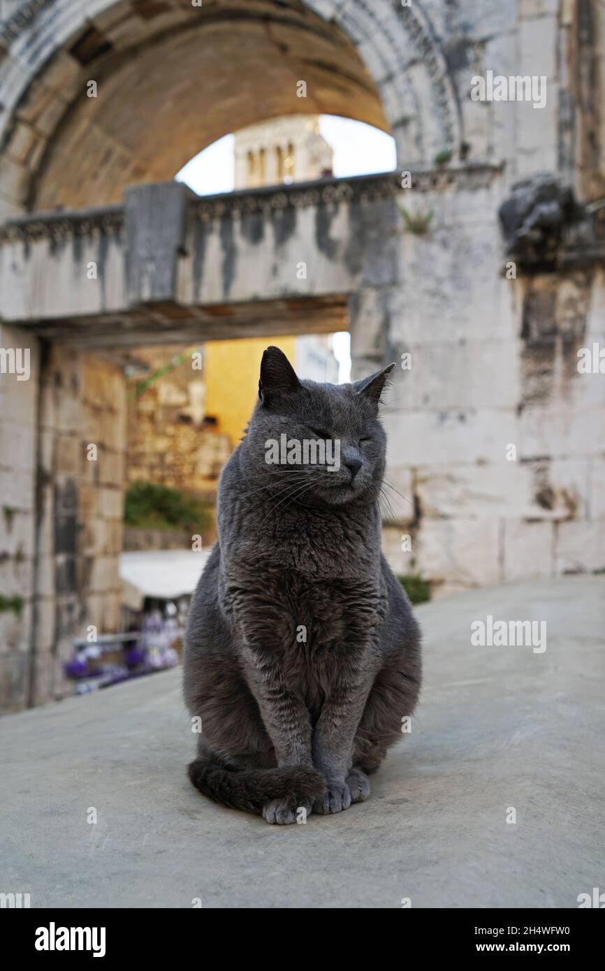 Russian blue cat sitting in front of European medieval facade building ...