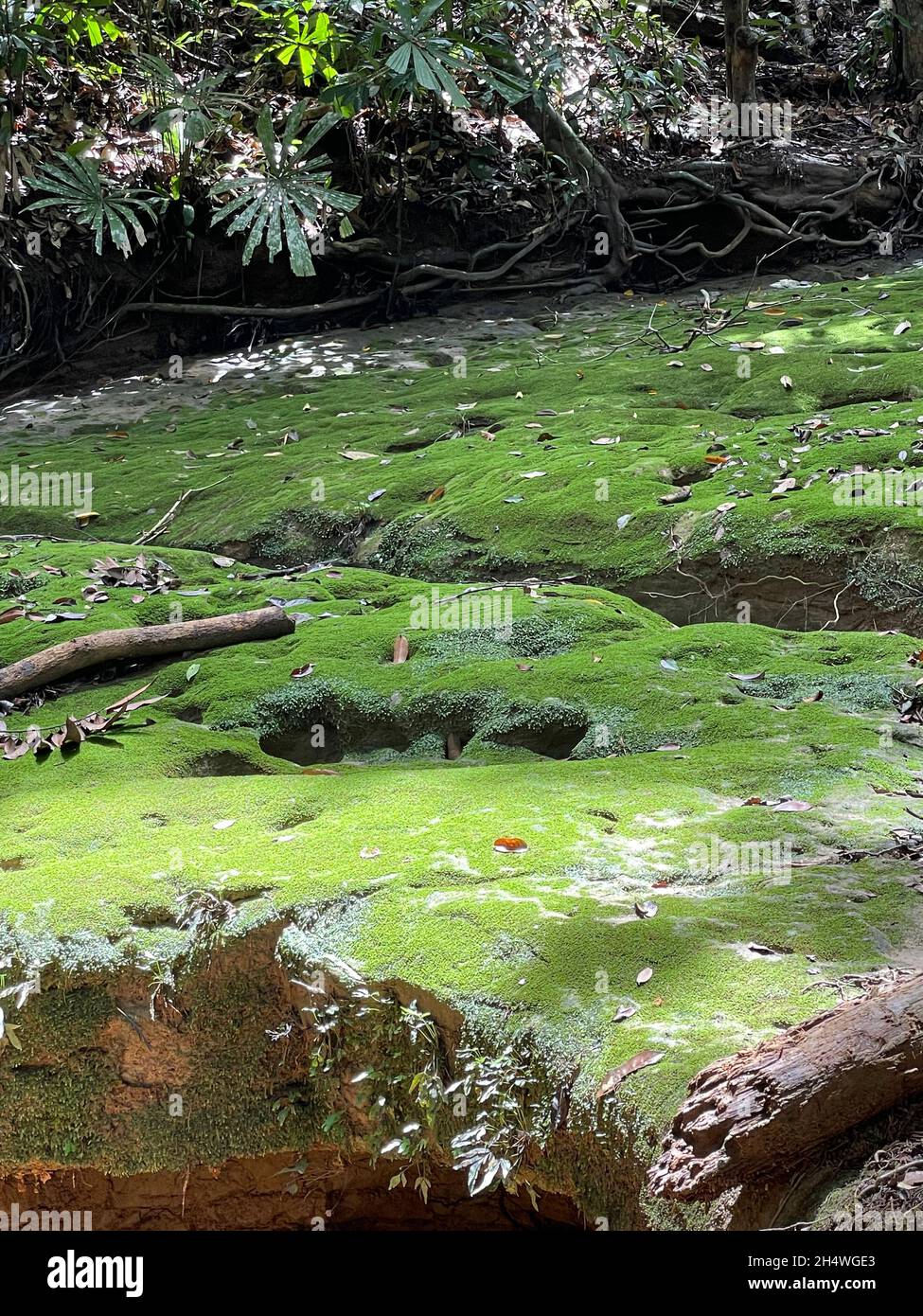 Moss on river rocks Stock Photo - Alamy