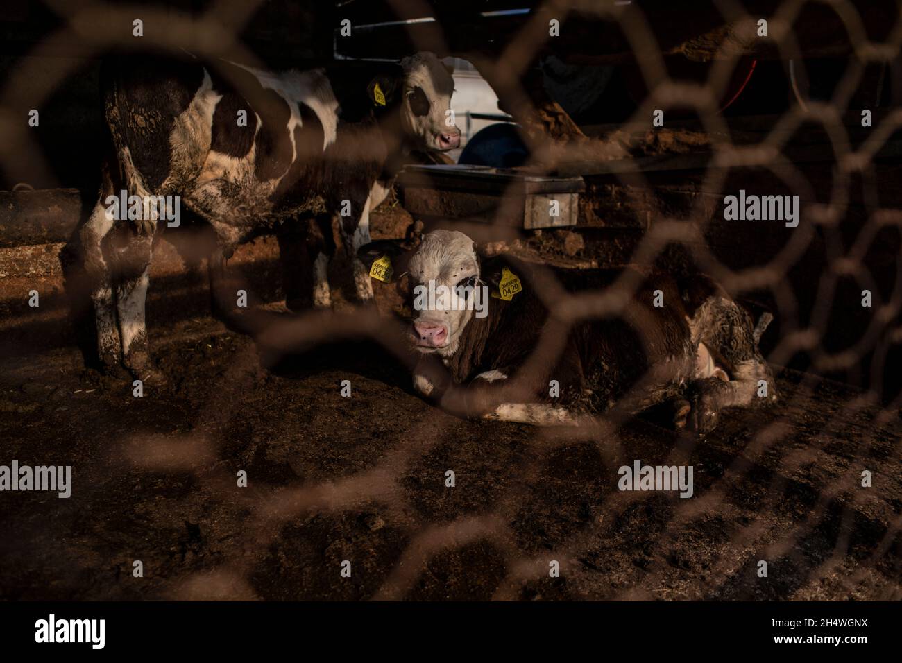 Agriculture, farming in Abruzzo, Italy Stock Photo - Alamy