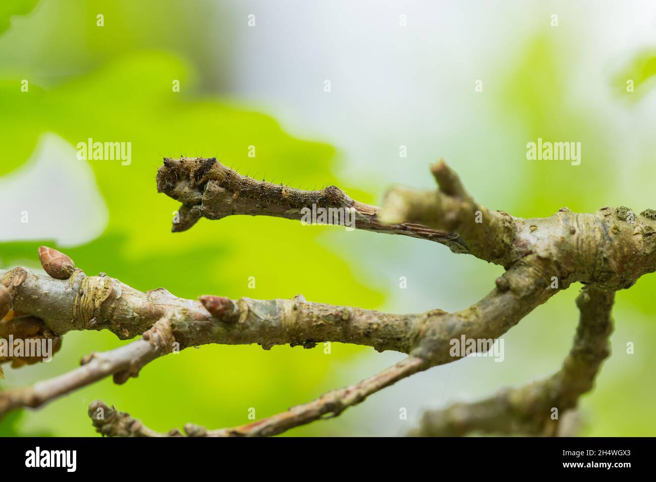 Dark crimson underwing (Catocala sponsa) larva in an oak tree ...