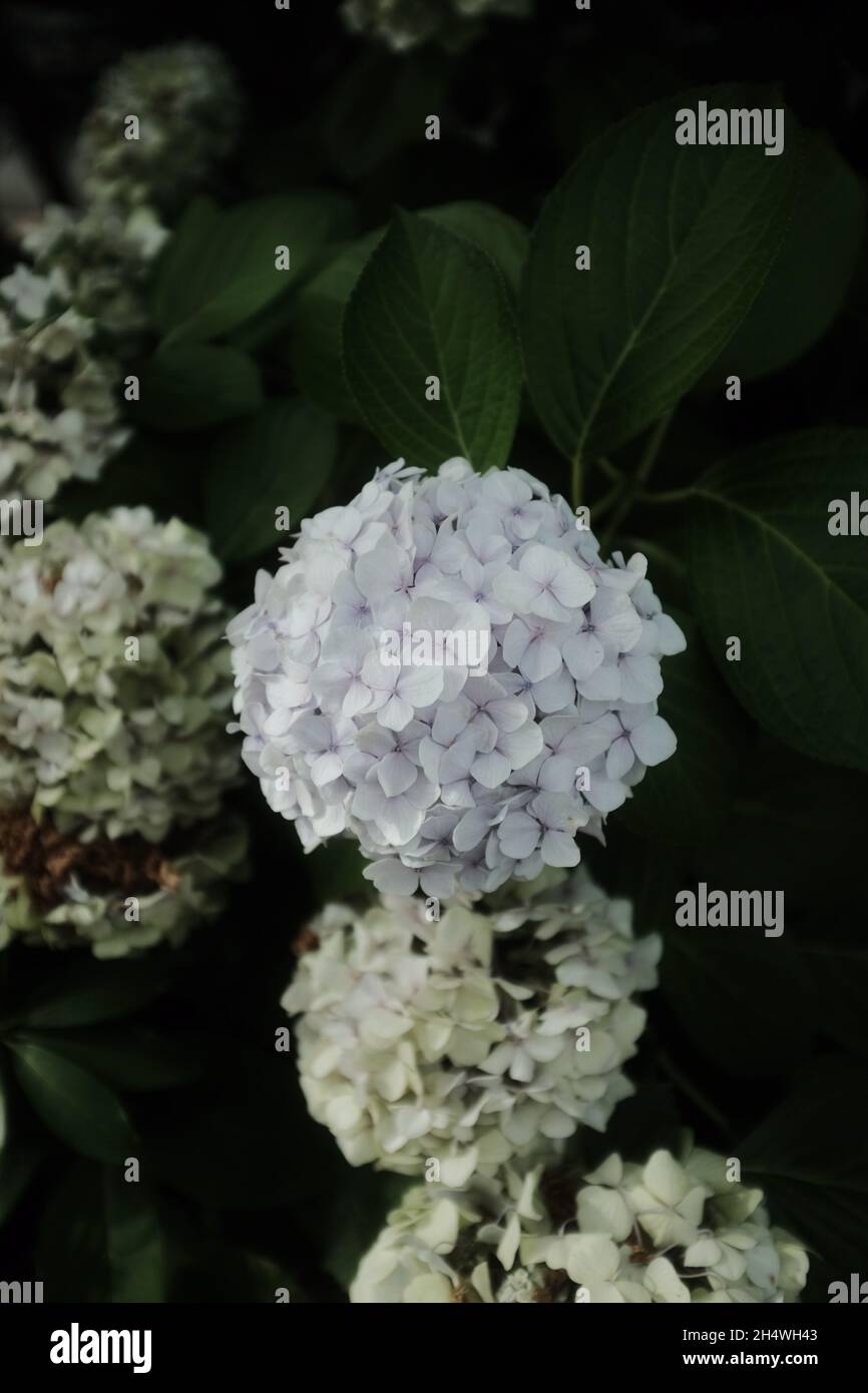 Beautiful hydrangeas in the garden Stock Photo - Alamy