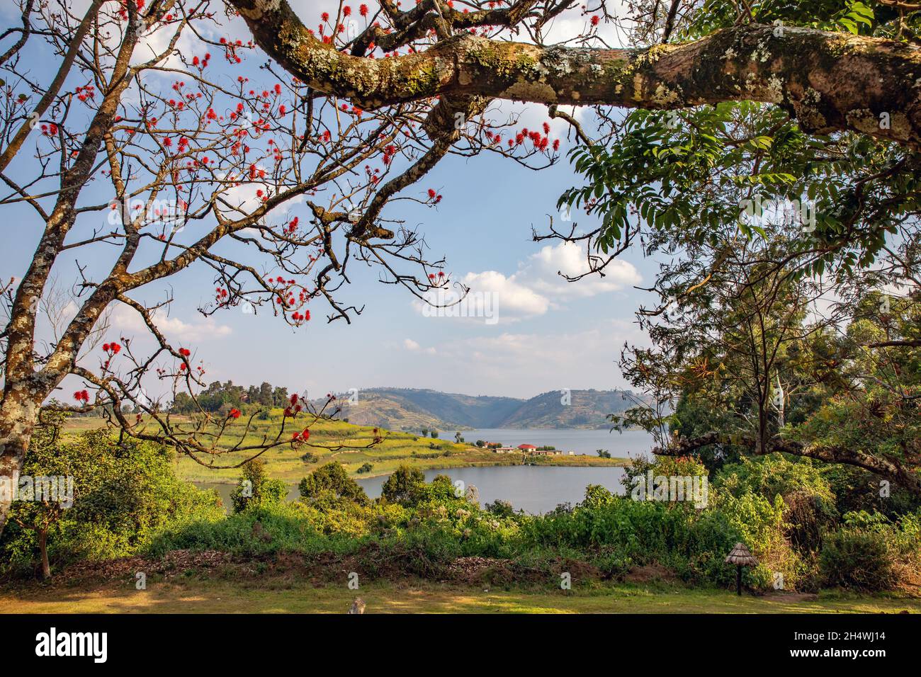 Bushara hi-res stock photography and images - Alamy