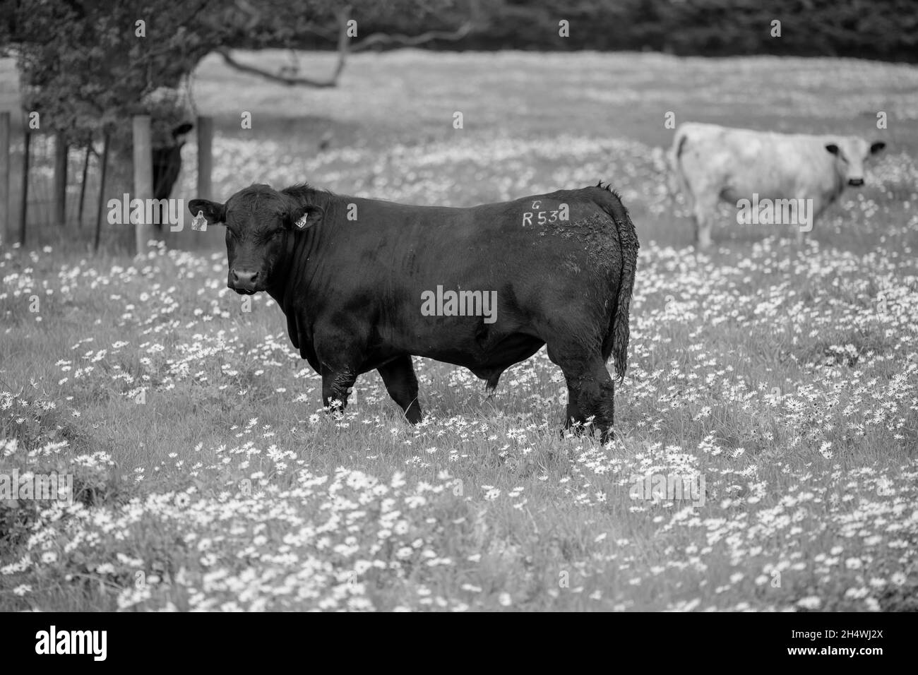 Close up of Stud Beef bulls, cows and calves grazing on grass in a ...