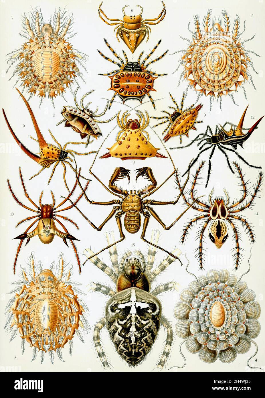 By ernst haeckel hi-res stock photography and images - Alamy