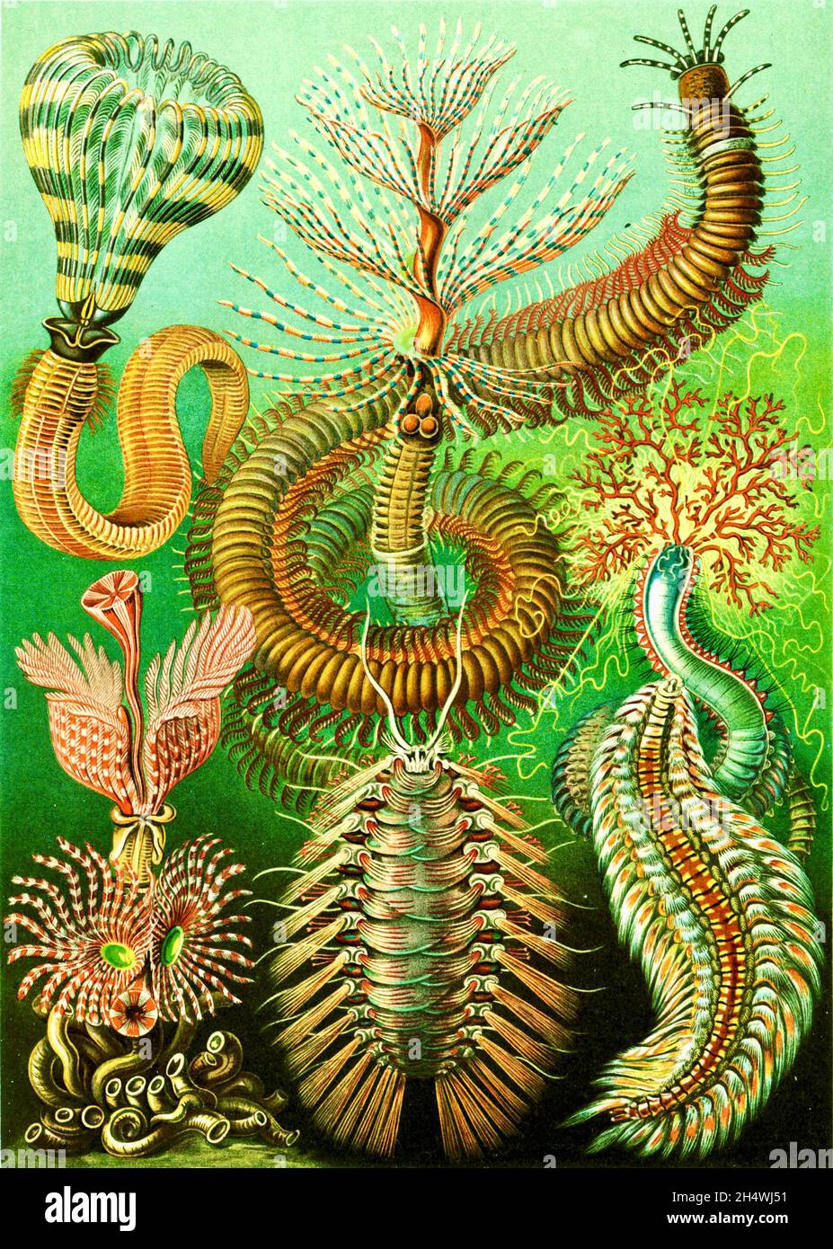 By ernst haeckel hi-res stock photography and images - Alamy