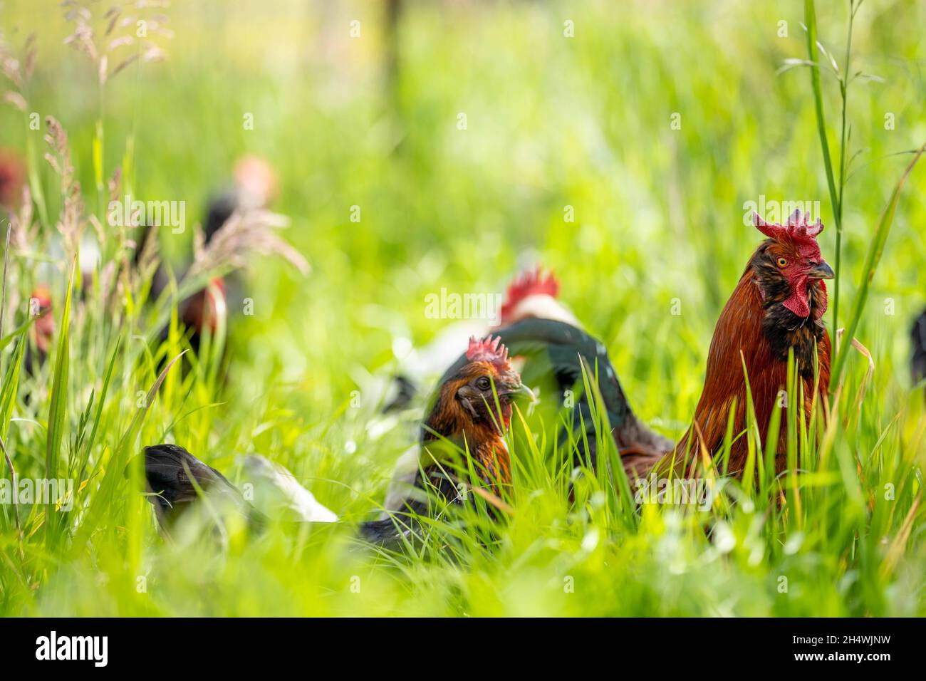 Chickens, hens and chooks, grazing and eating grass, on a free range ...