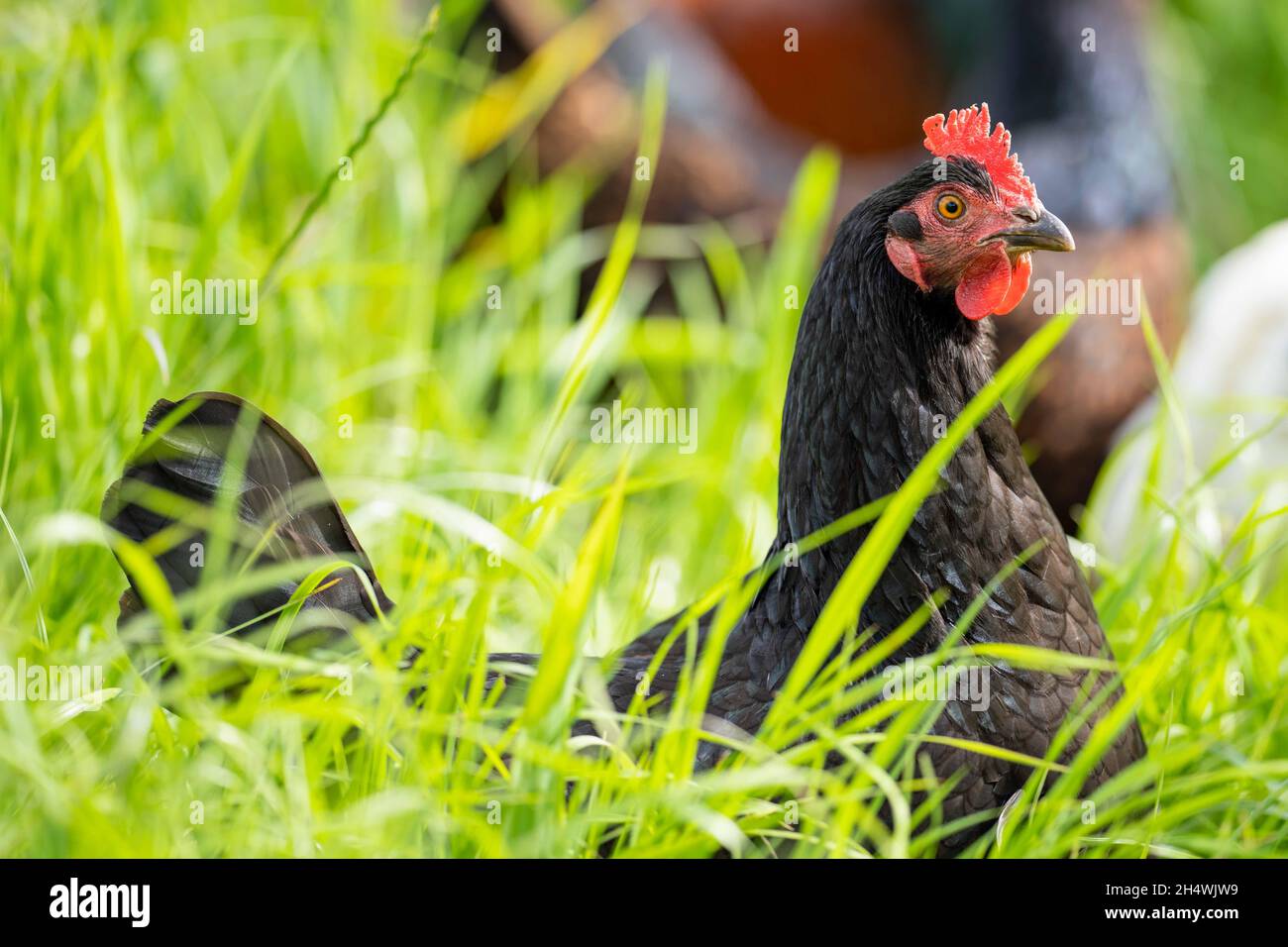 Chickens, hens and chooks, grazing and eating grass, on a free range ...