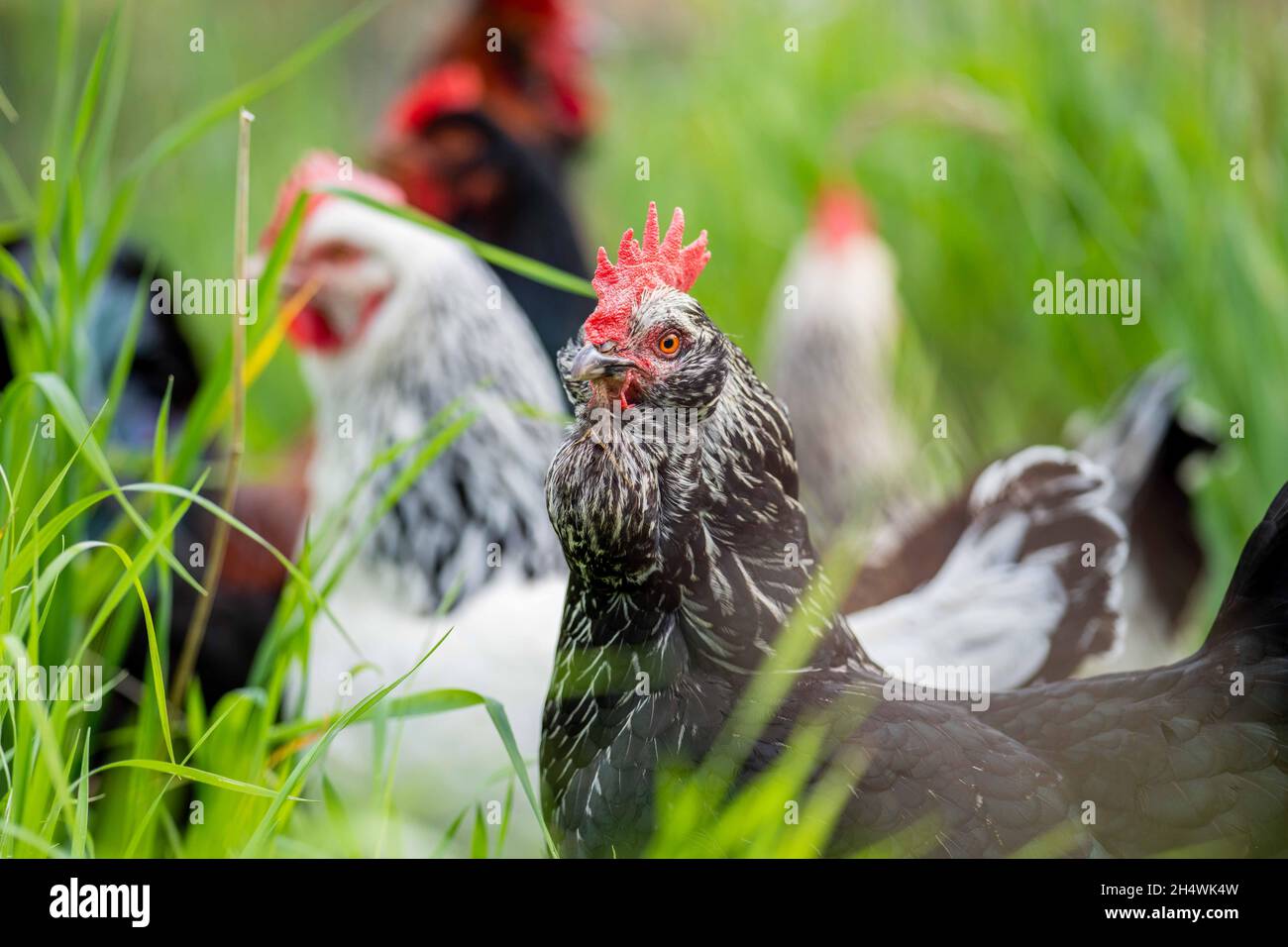 Chickens, hens and chooks, grazing and eating grass, on a free range ...