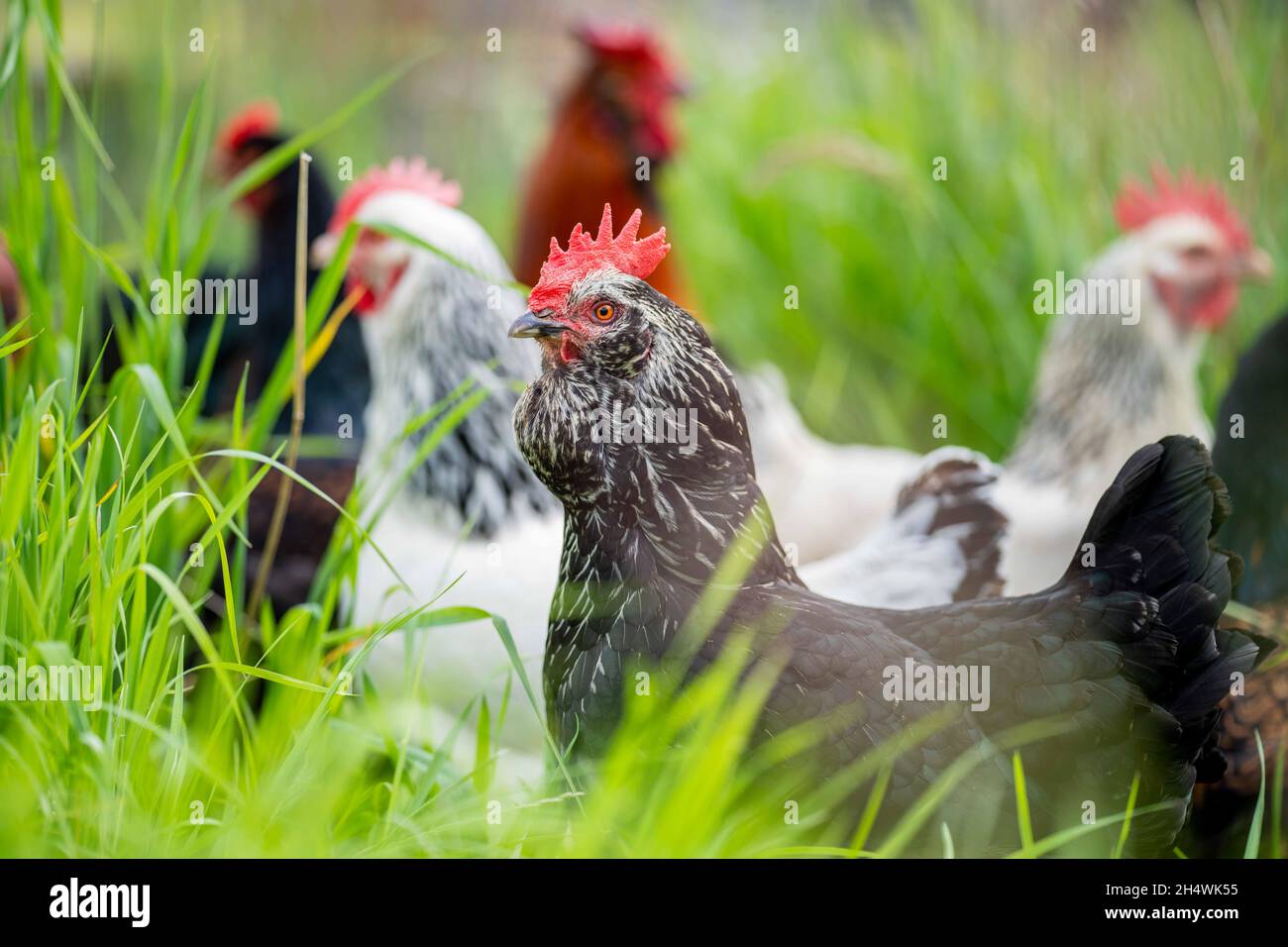 Chickens, hens and chooks, grazing and eating grass, on a free range ...