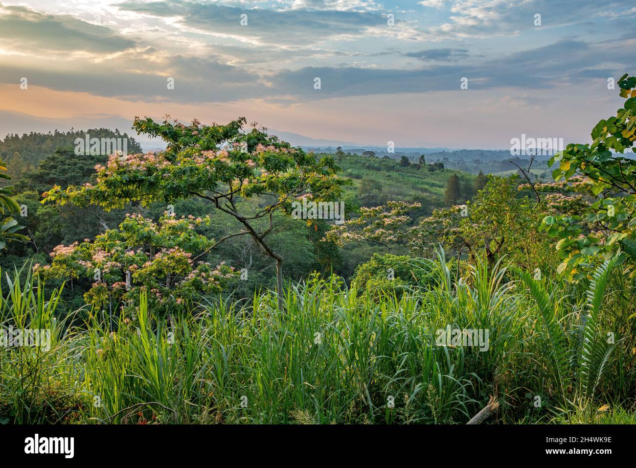 Landscape in Uganda before a sunset with trees and grass hills Stock ...