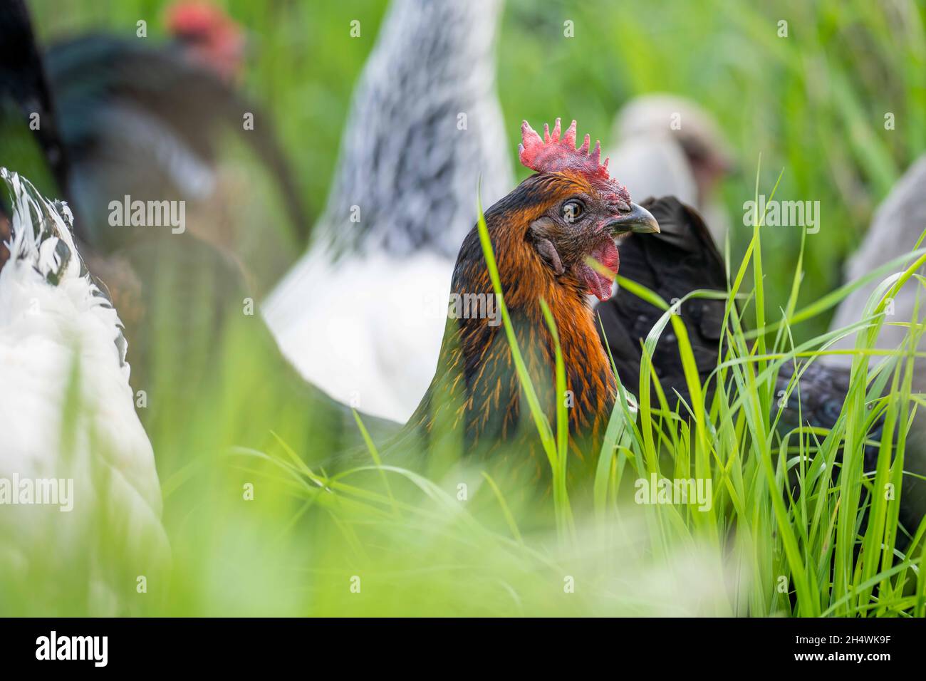 Chickens, hens and chooks, grazing and eating grass, on a free range ...