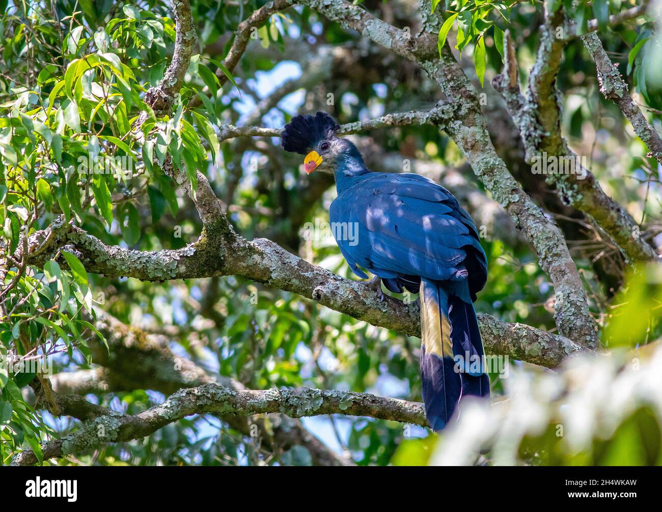 Great Blue Turaco is sitting on a tree Stock Photo - Alamy