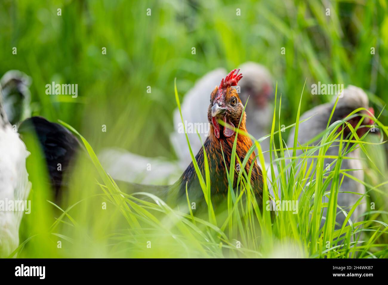 Chickens, hens and chooks, grazing and eating grass, on a free range ...