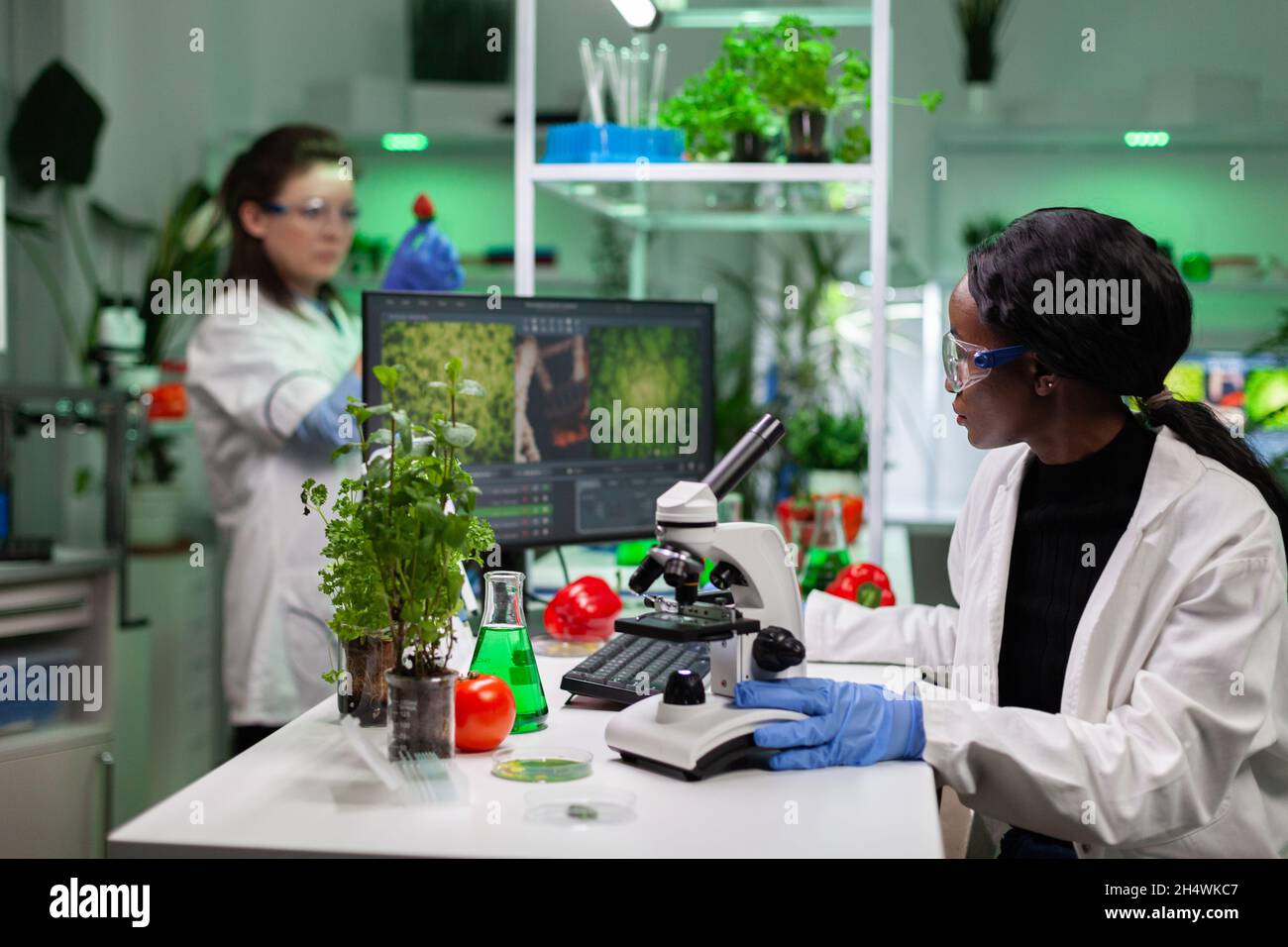 African american chemist researcher analyzing genetically modified ...