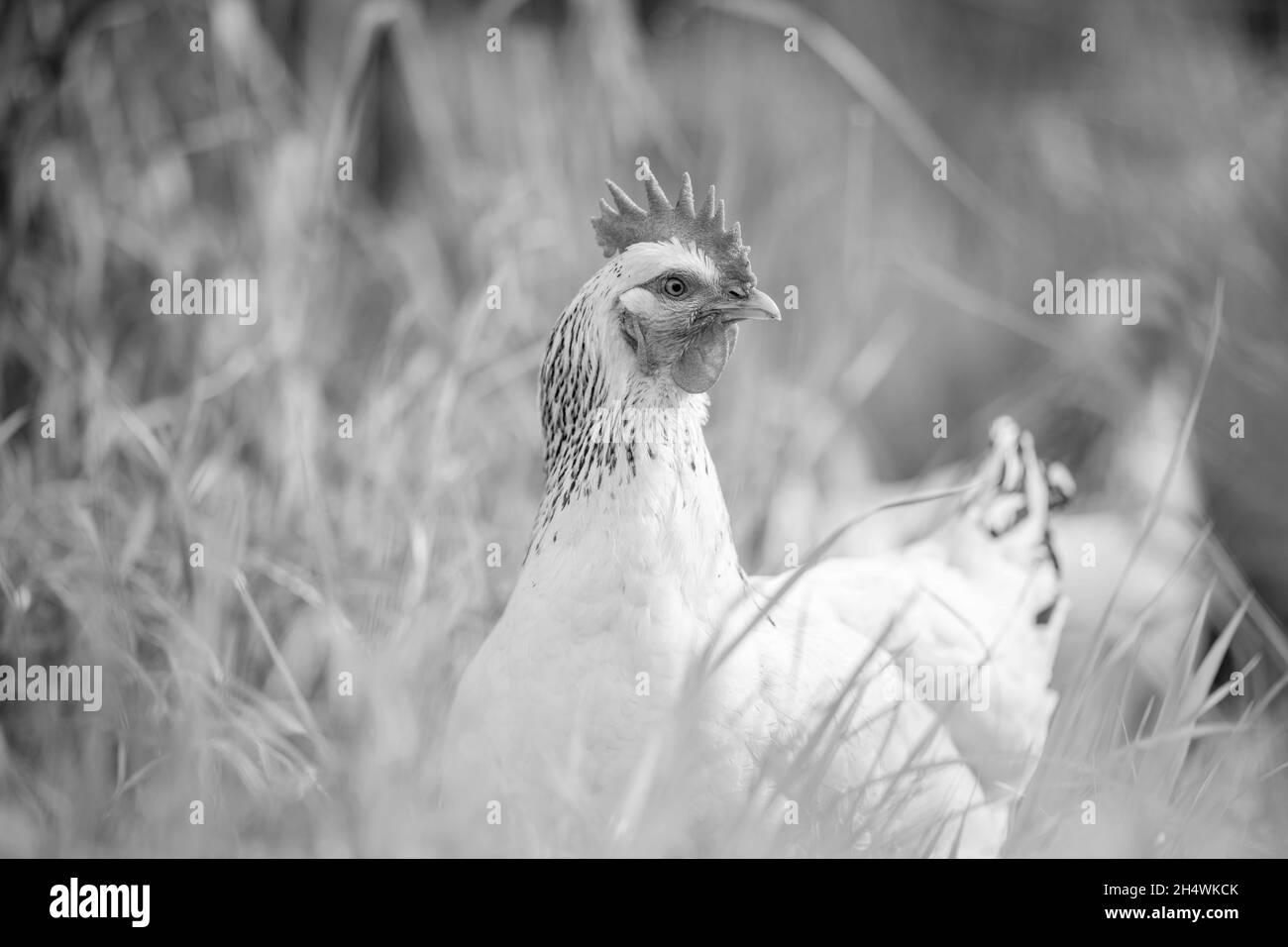 Chickens, hens and chooks, grazing and eating grass, on a free range ...