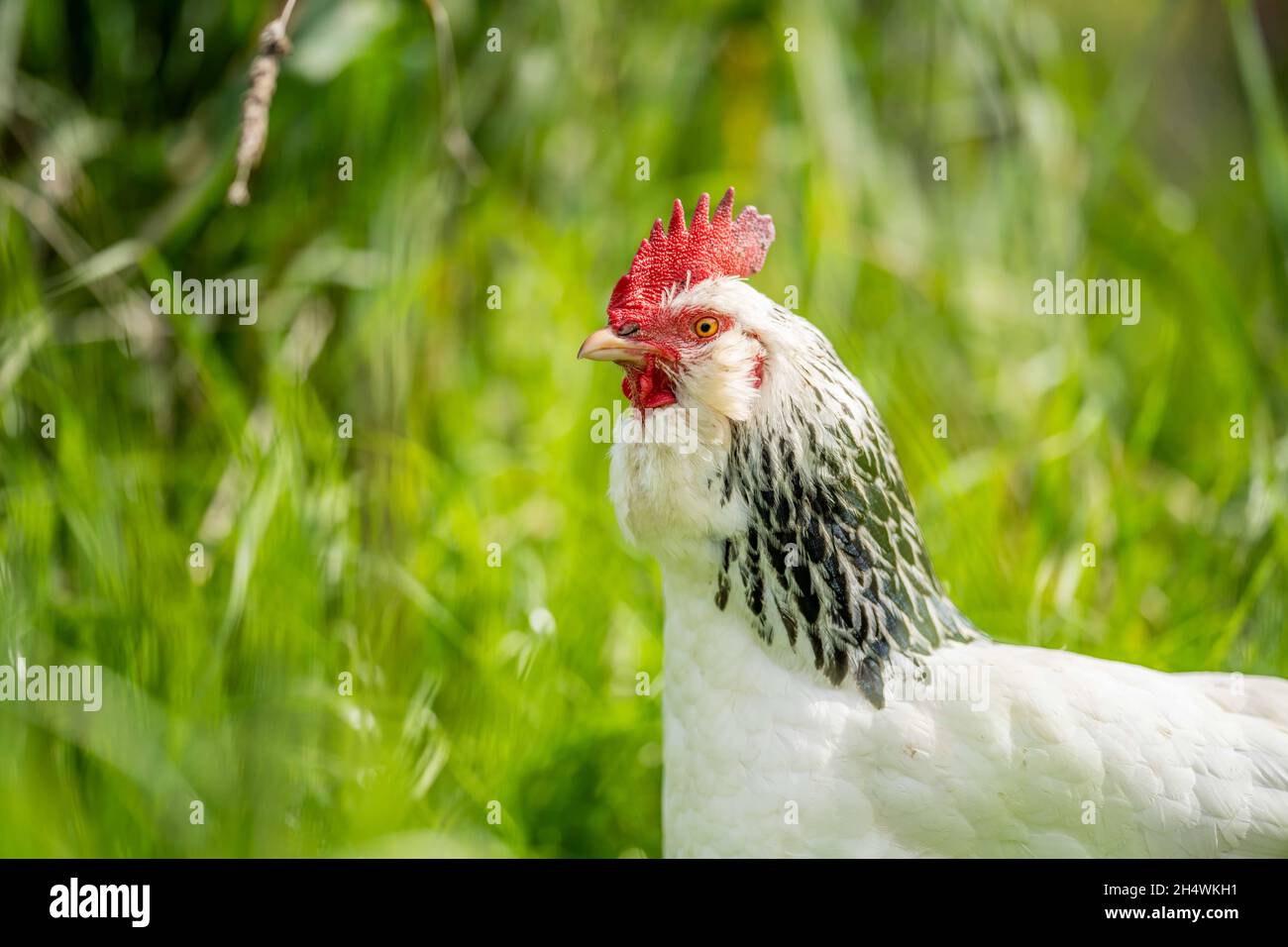 Chickens, hens and chooks, grazing and eating grass, on a free range ...
