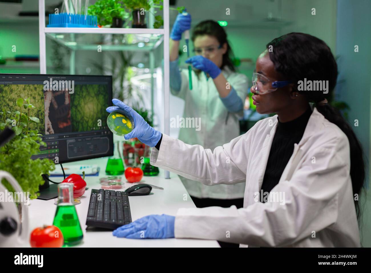 African american microbiologist researcher holding petri dish with ...