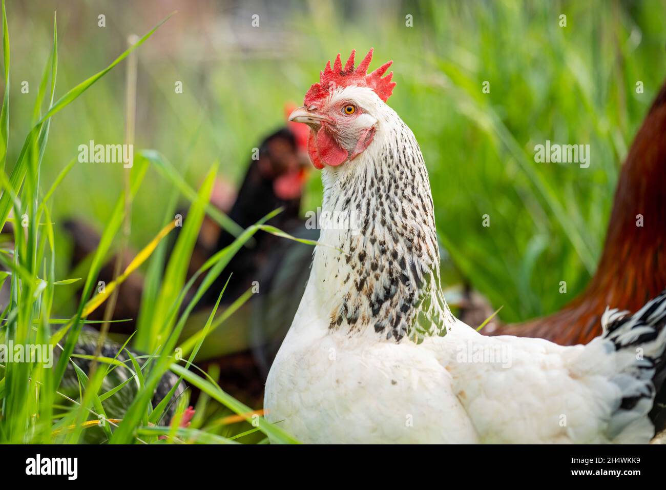 Chickens, hens and chooks, grazing and eating grass, on a free range ...