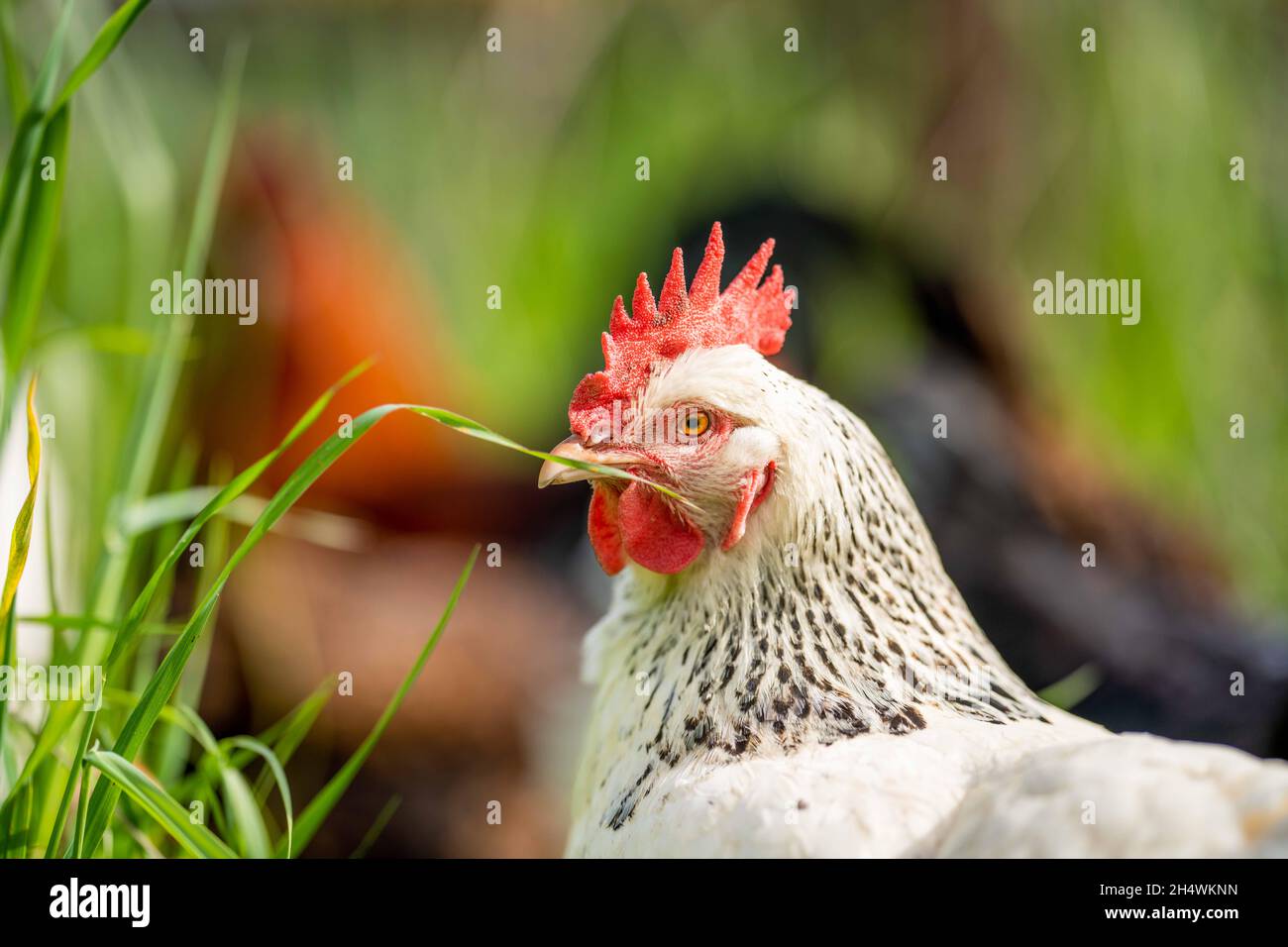 Chickens, hens and chooks, grazing and eating grass, on a free range ...