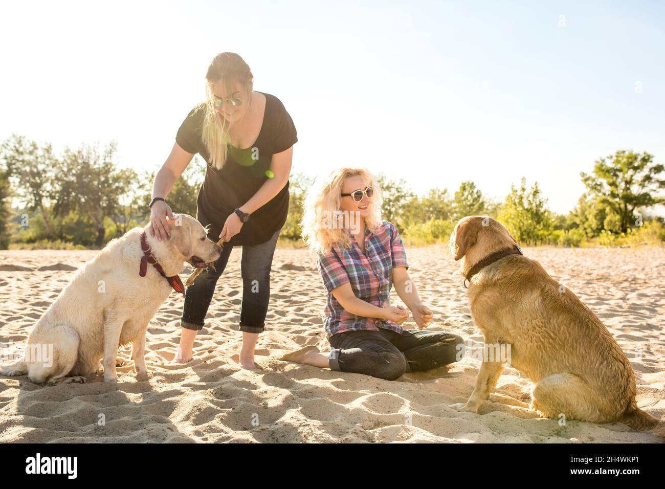 Two labrador friends playing on the beach Stock Photo - Alamy