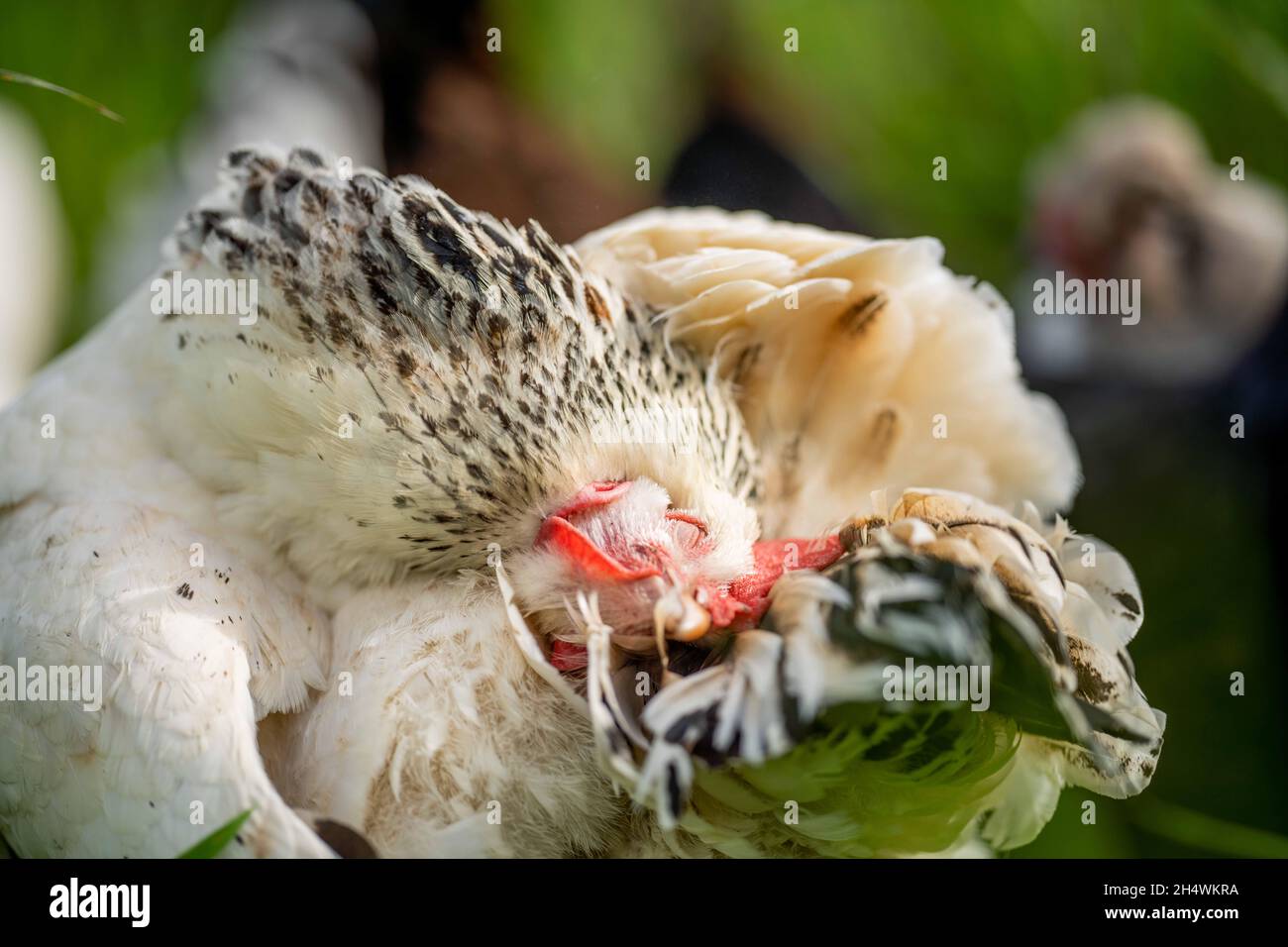 Chickens, hens and chooks, grazing and eating grass, on a free range ...