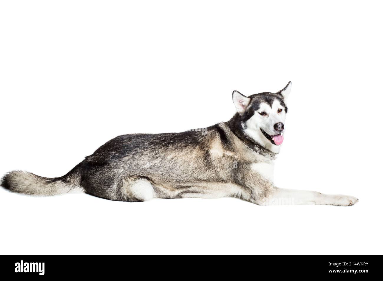 Alaskan Malamute sitting in front of white background Stock Photo - Alamy