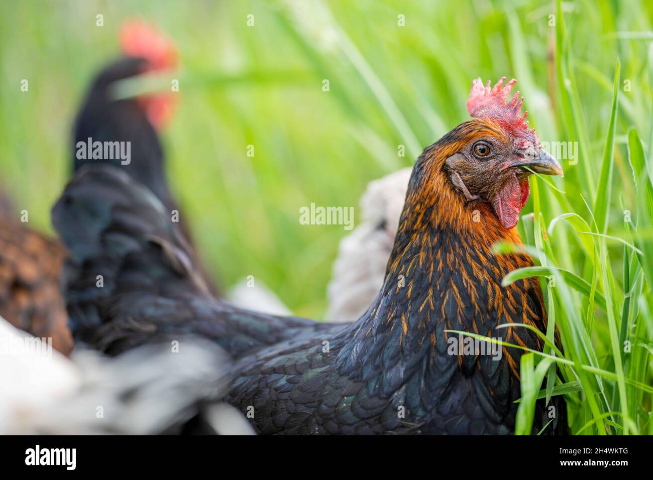 Chickens, hens and chooks, grazing and eating grass, on a free range ...