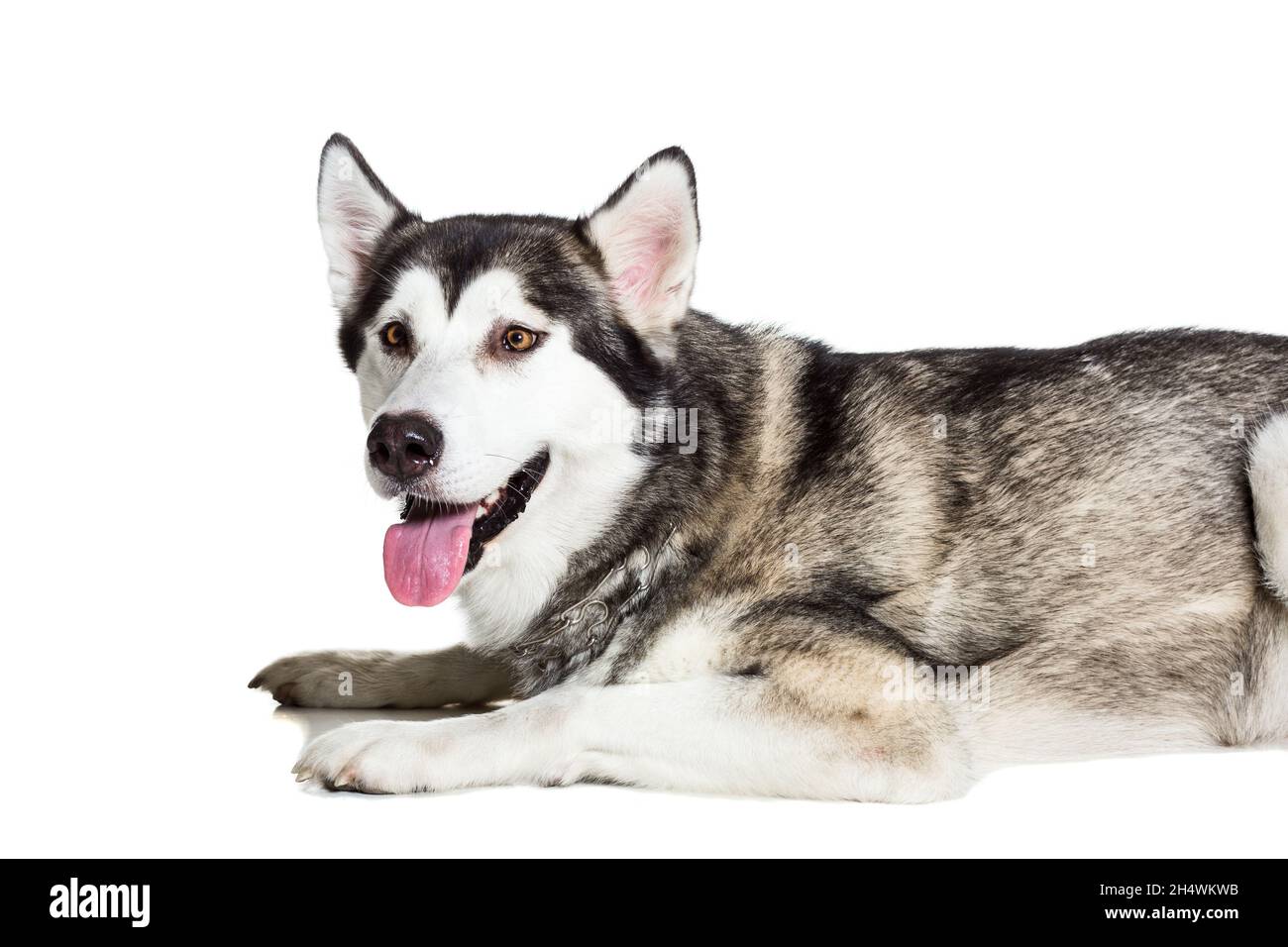 Alaskan Malamute sitting in front of white background Stock Photo - Alamy