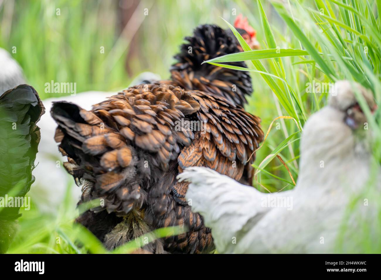 Chickens, hens and chooks, grazing and eating grass, on a free range ...