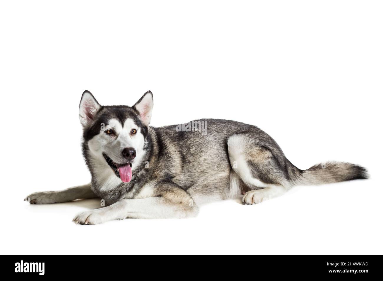 Alaskan Malamute sitting in front of white background Stock Photo - Alamy