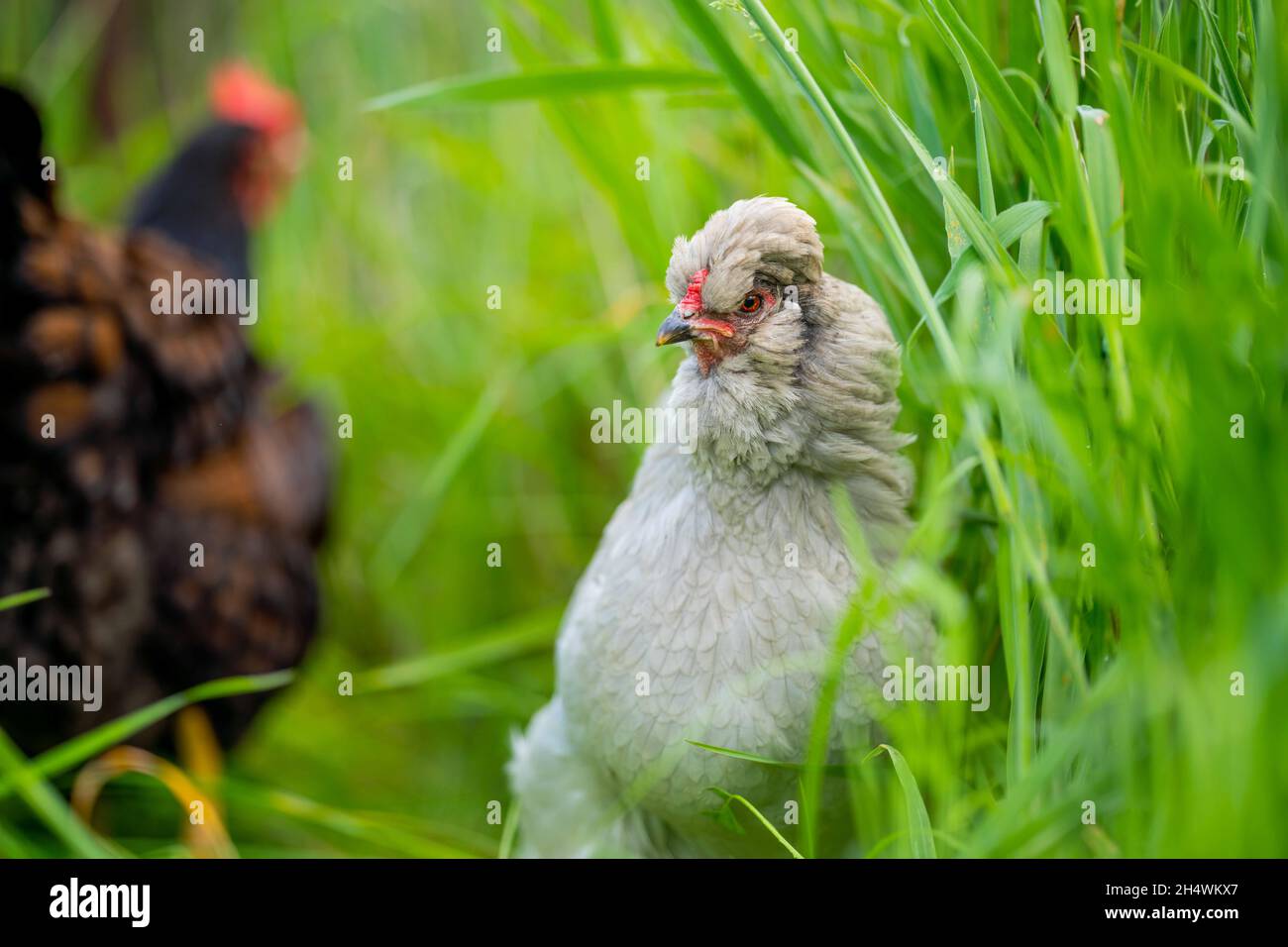 Chickens, hens and chooks, grazing and eating grass, on a free range ...