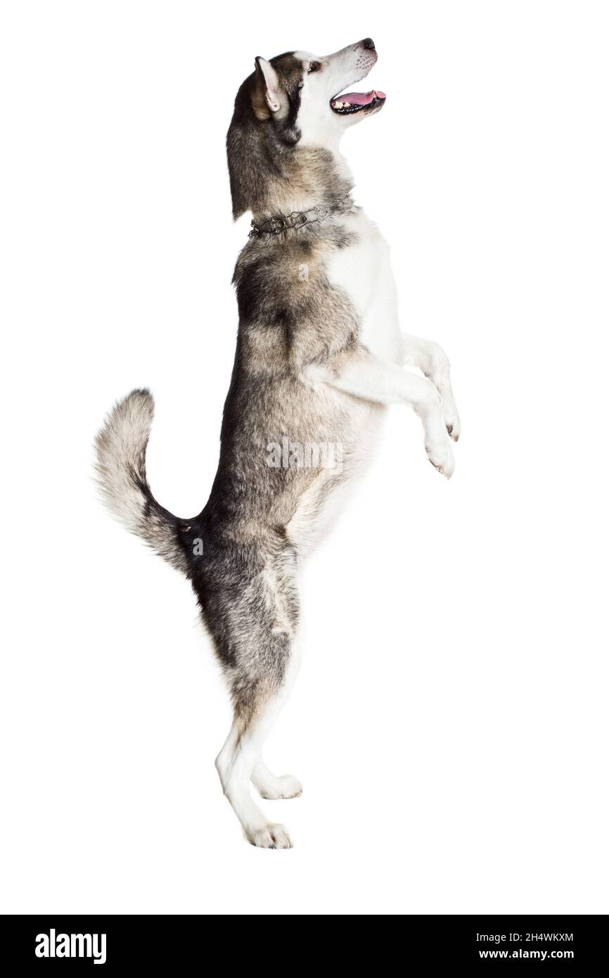 Alaskan Malamute standing on hind legs, sticking the tongue out ...