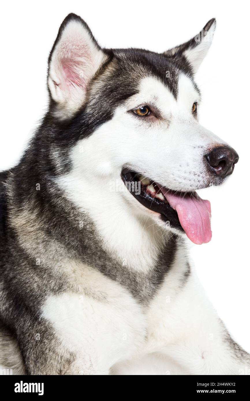 Portrait Alaskan Malamute, isolated on white. Close-up Stock Photo - Alamy