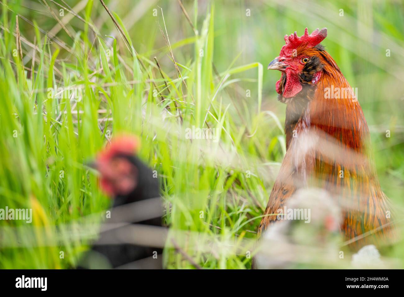 Chickens, hens and chooks, grazing and eating grass, on a free range ...