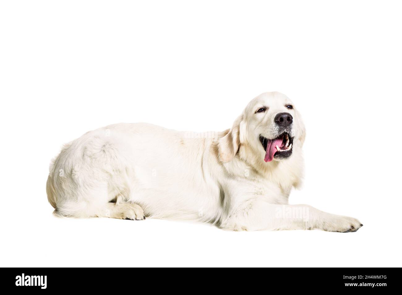 Labrador Retriever on a white background Stock Photo - Alamy